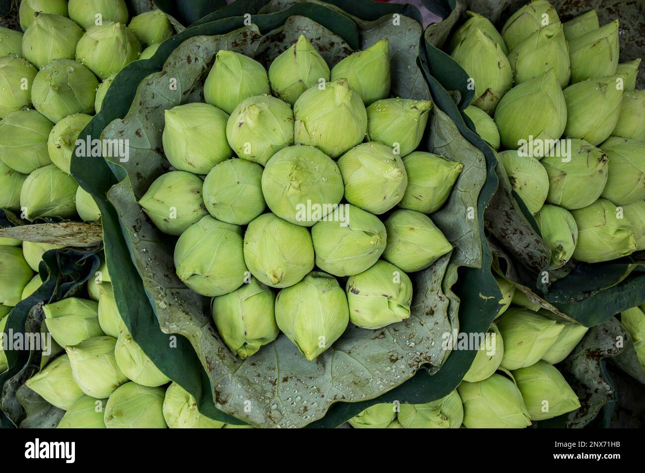 Bunches of green Lotus buds on display at Pak Khlong Talat, a flower ...