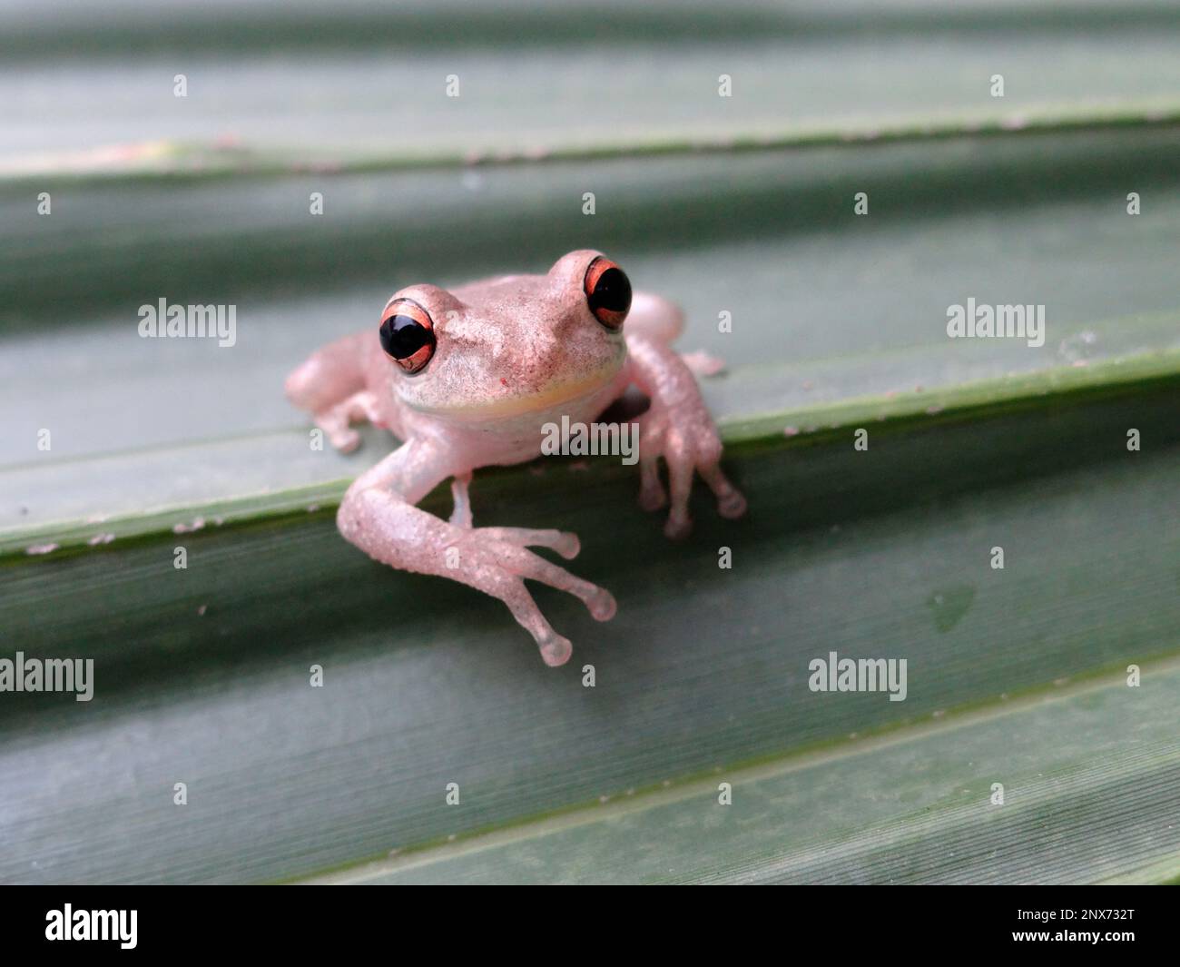 This photo provided by the U.S. Geological Survey, a Cuban treefrog in ...