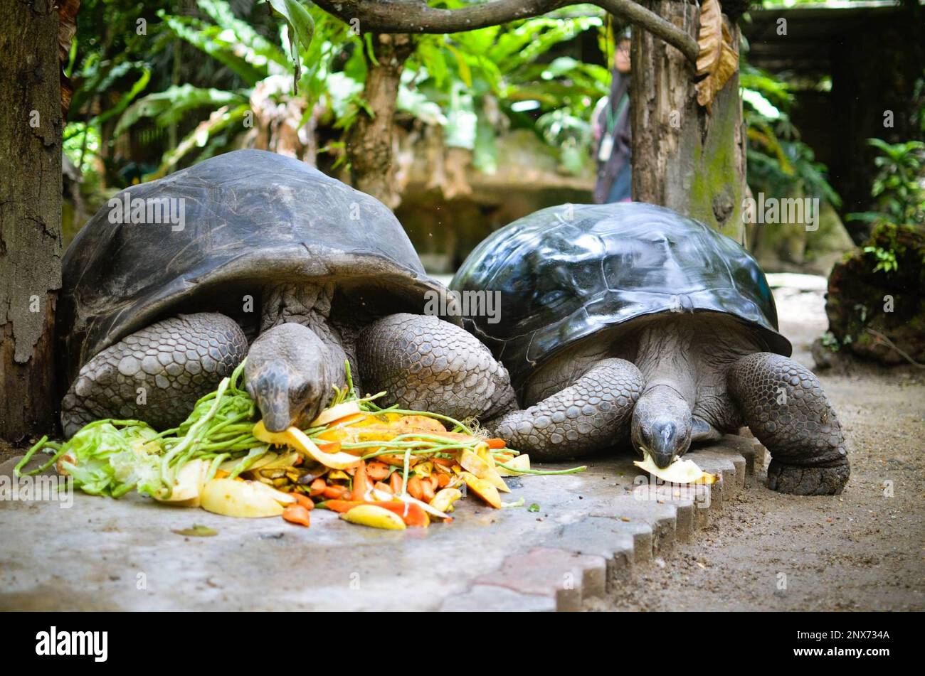 Two tortoises eating lots of fruits and vegetables Stock Photo - Alamy