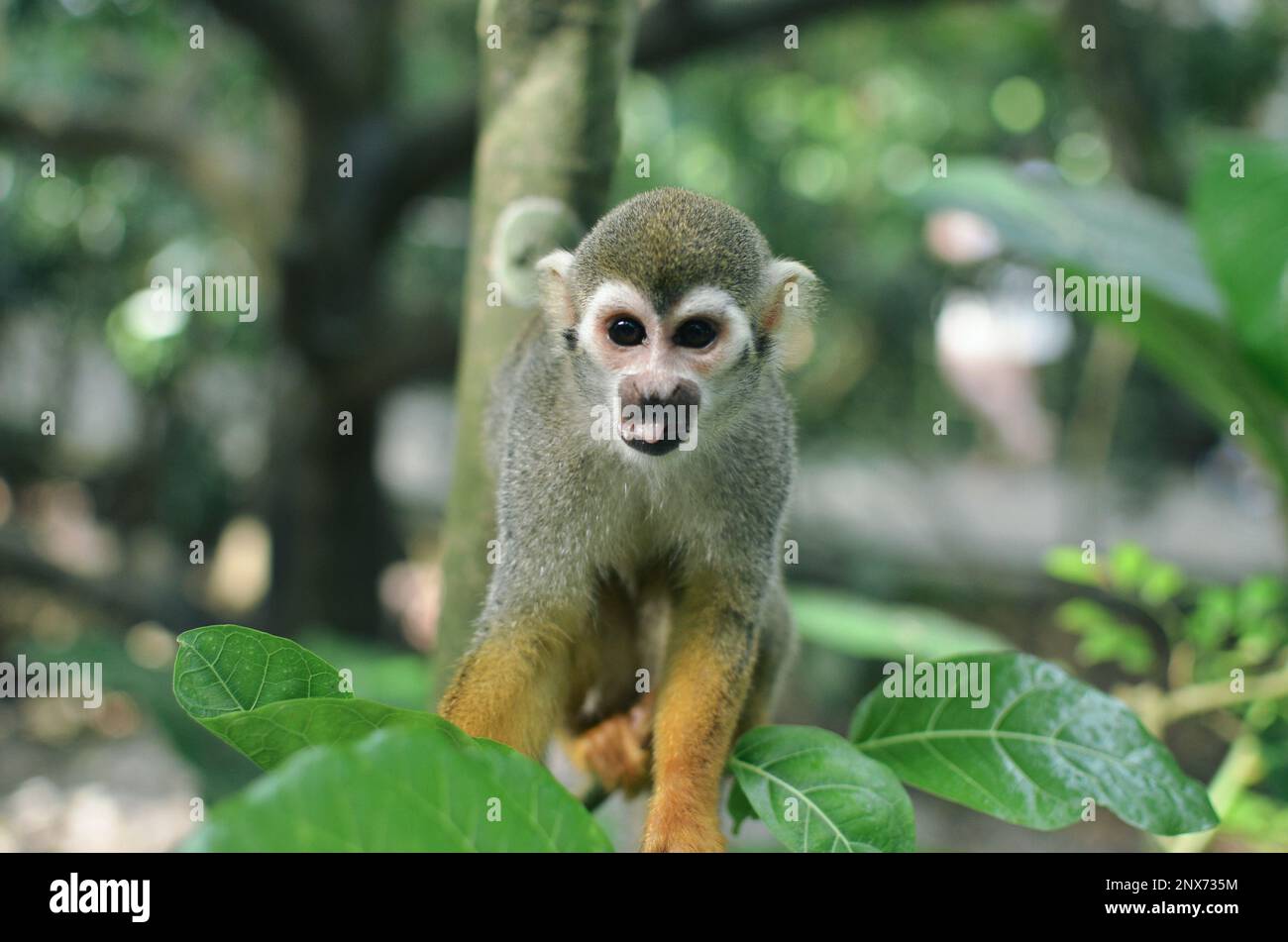 Monkey looking lens hi-res stock photography and images - Alamy