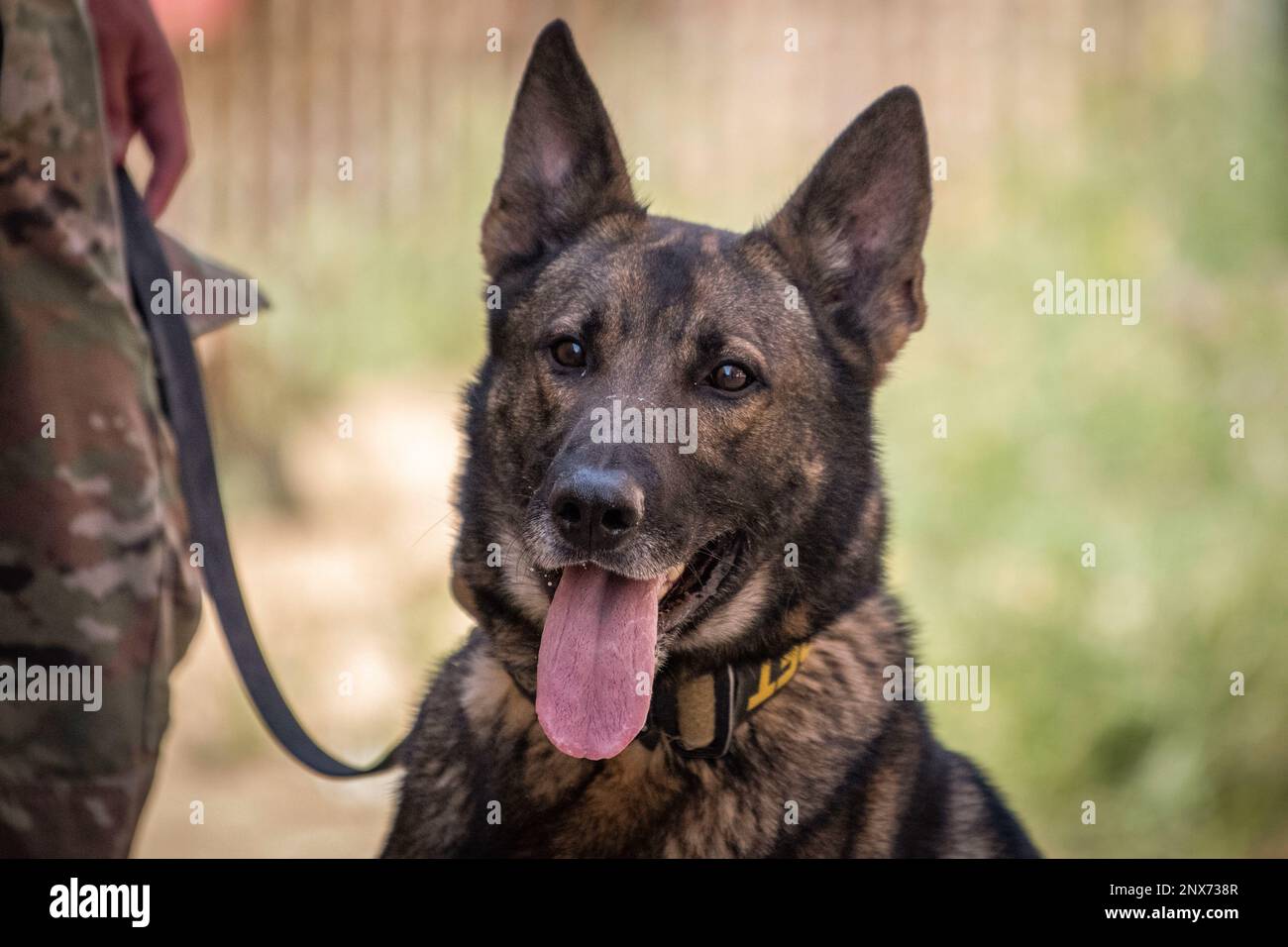 Military Working Dog Mark, assigned to the 386th Expeditionary Security ...
