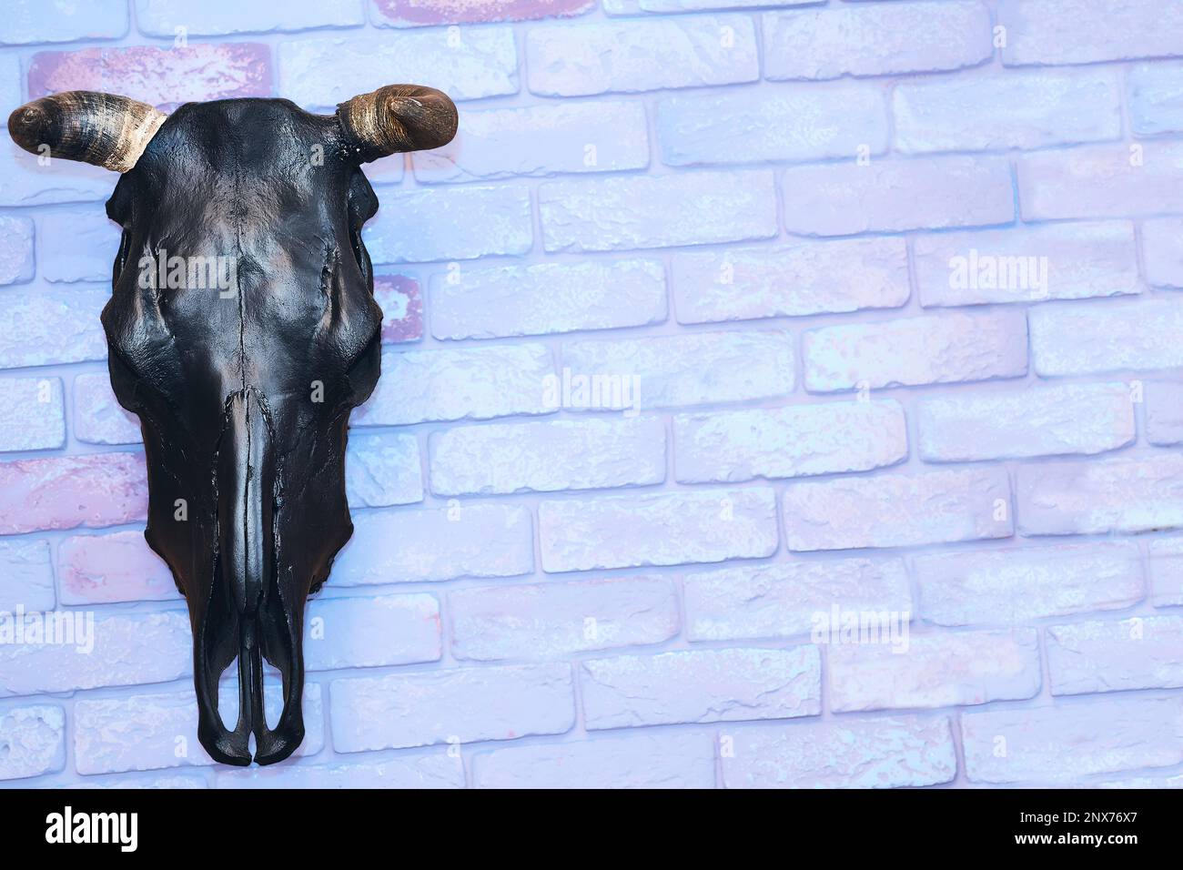Black stuffed bull head with horns on a blue pink brick wall Stock ...