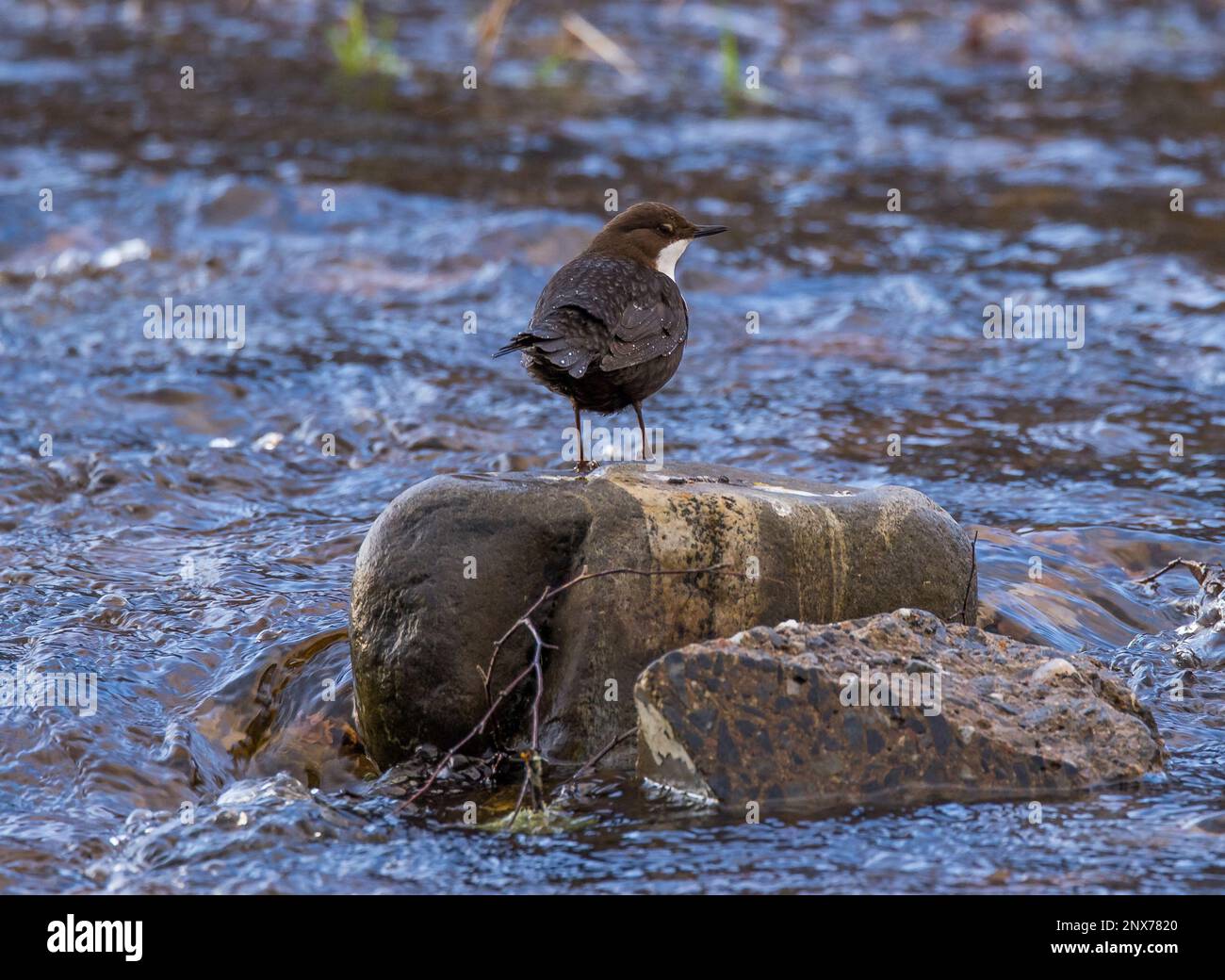 Dipper captured on the river spey hi-res stock photography and images ...