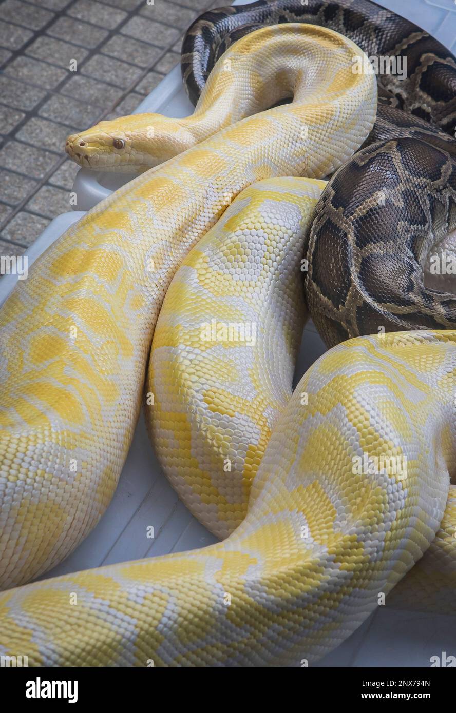 Snakes, for tourist souvenir photo, Floating Market, Bangkok, Thailand ...