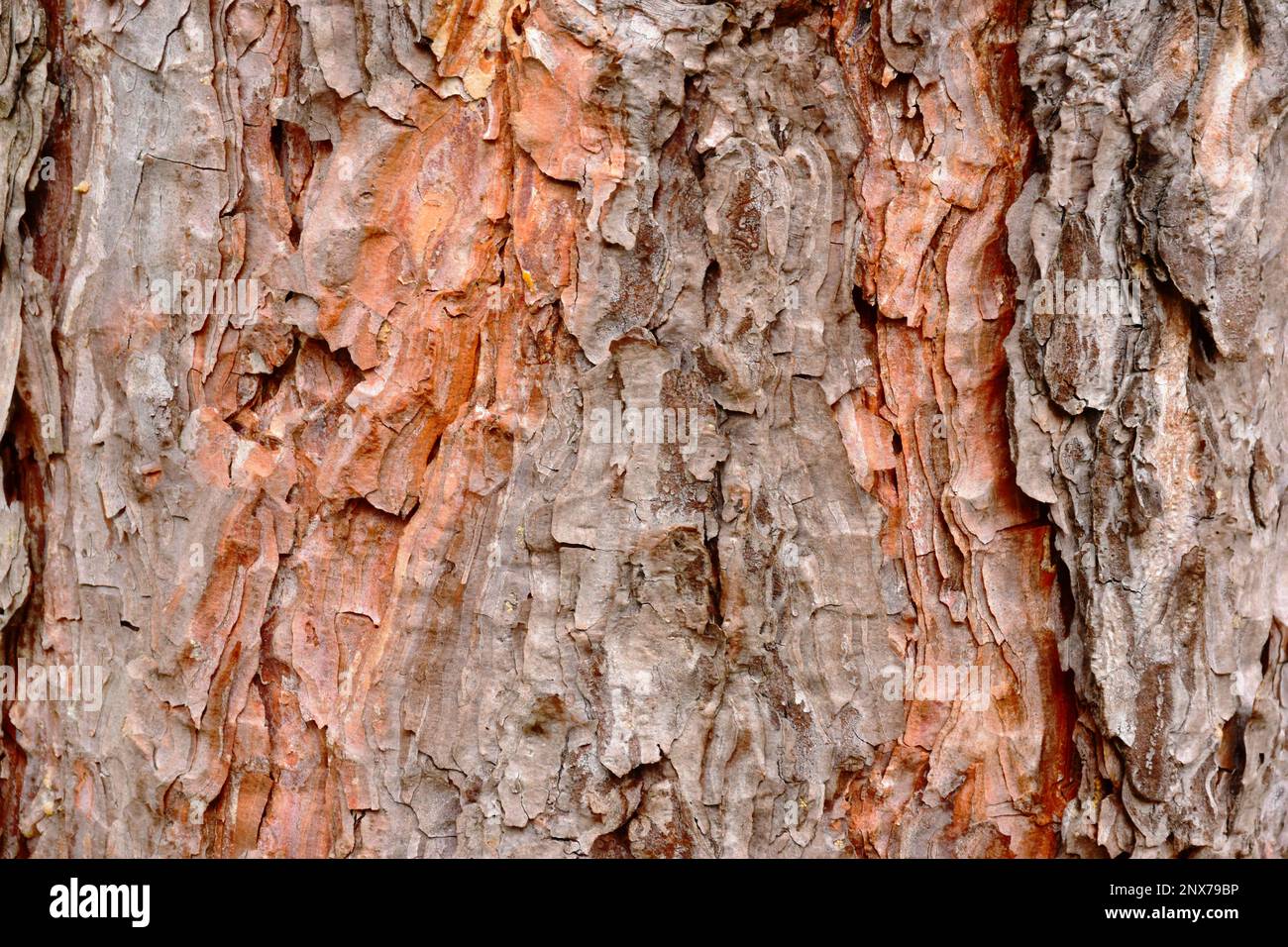 pine bark texture macro. tree trunk detail with large scales. closeup ...