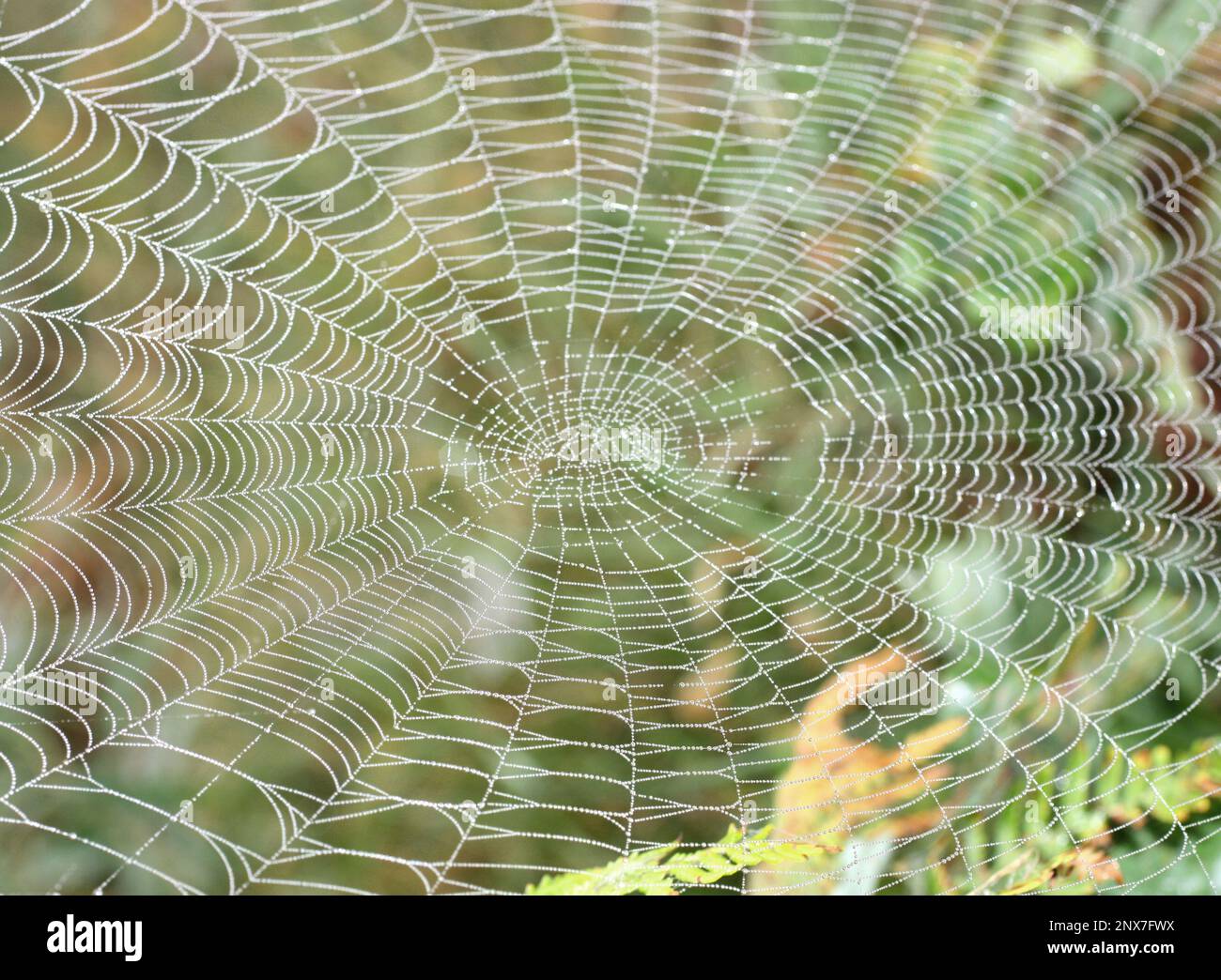 A Spider's Cobweb to Catch Passing Prey Stock Photo - Alamy