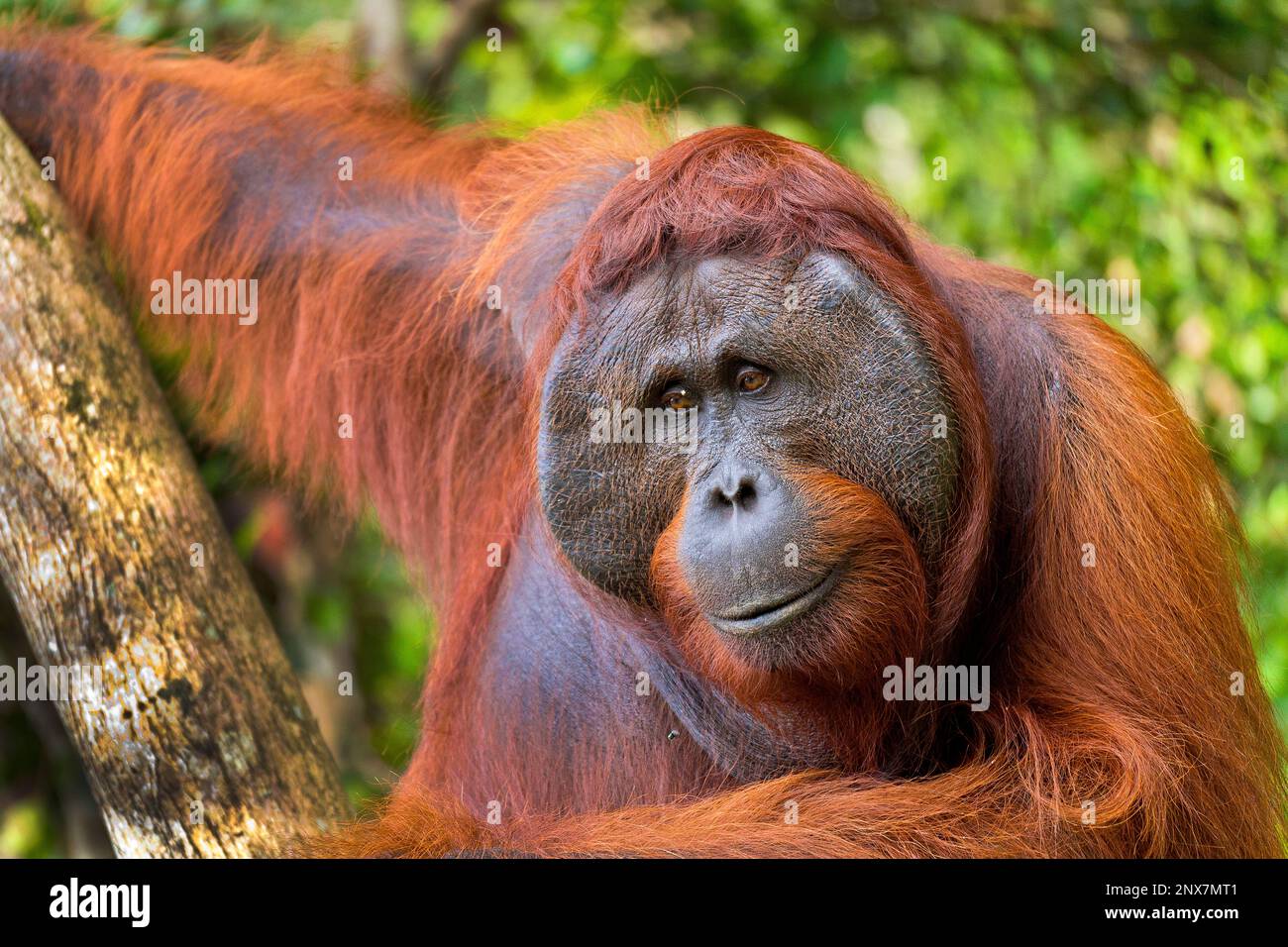 Orangutan, Pongo pygmaeus, Sekonyer River, Tanjung Puting National Park ...