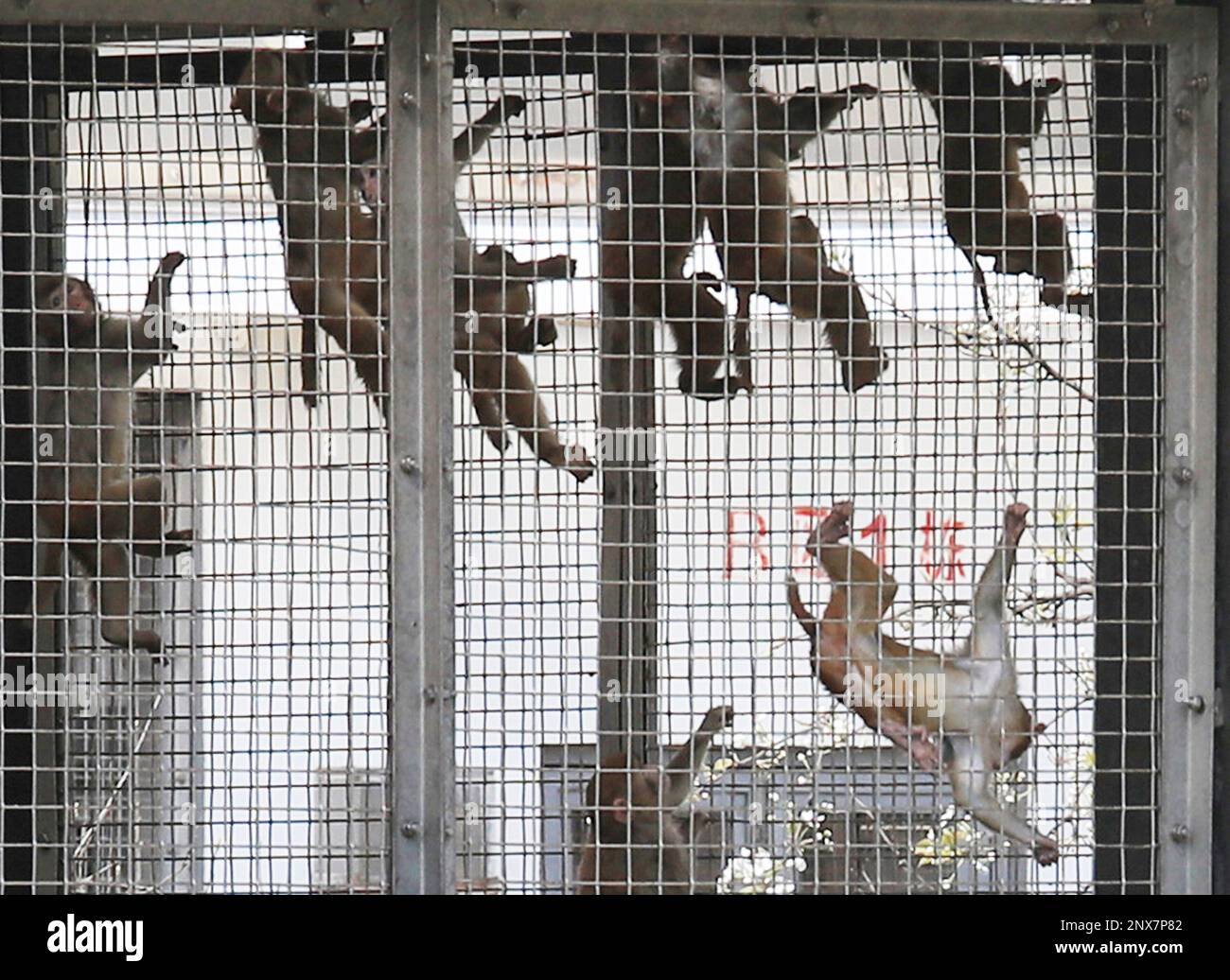 This photo taken on March 15, 2018 shows the lab monkeys in grower ...