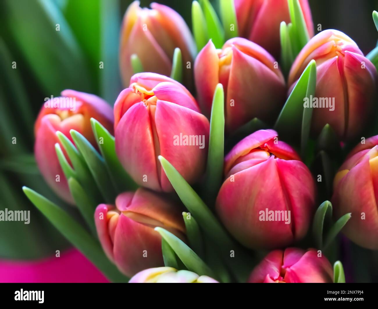 Group buds hi-res stock photography and images - Alamy