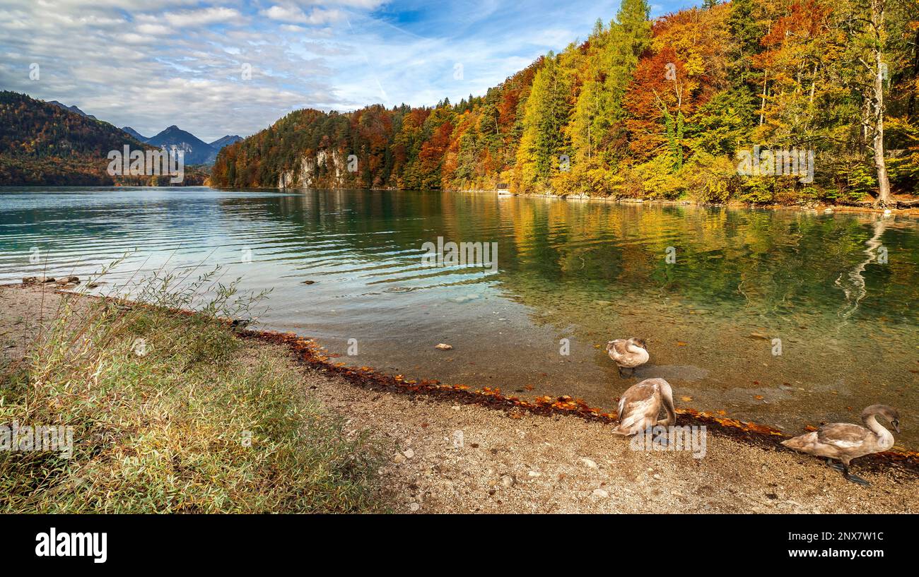 Alpsee Lake, Mountains and Forest, Bavarian Alps, Hohenschwangau ...