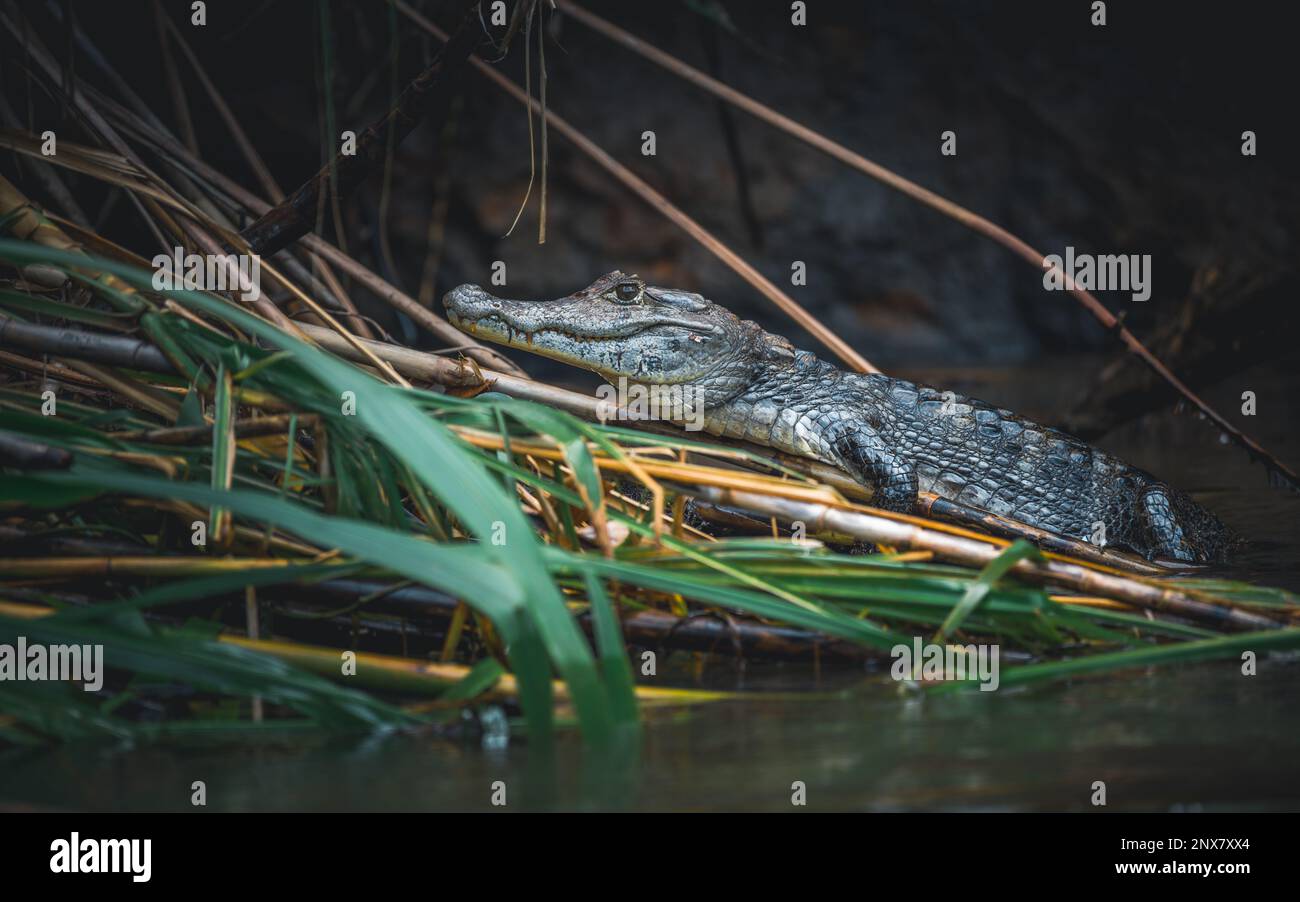 Alligator nose hi-res stock photography and images - Alamy