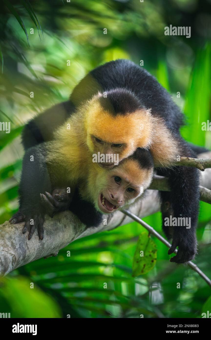 Capuchin monkey family hi-res stock photography and images - Alamy