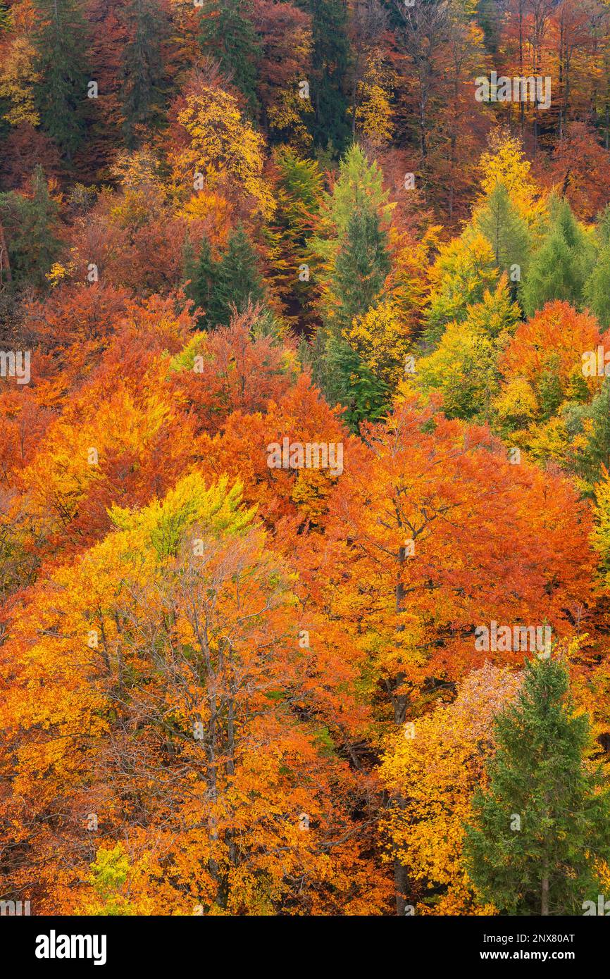 Autumn Mixed Forest, Bavarian Alps, Hohenschwangau, Füssen, Ostallgäu ...