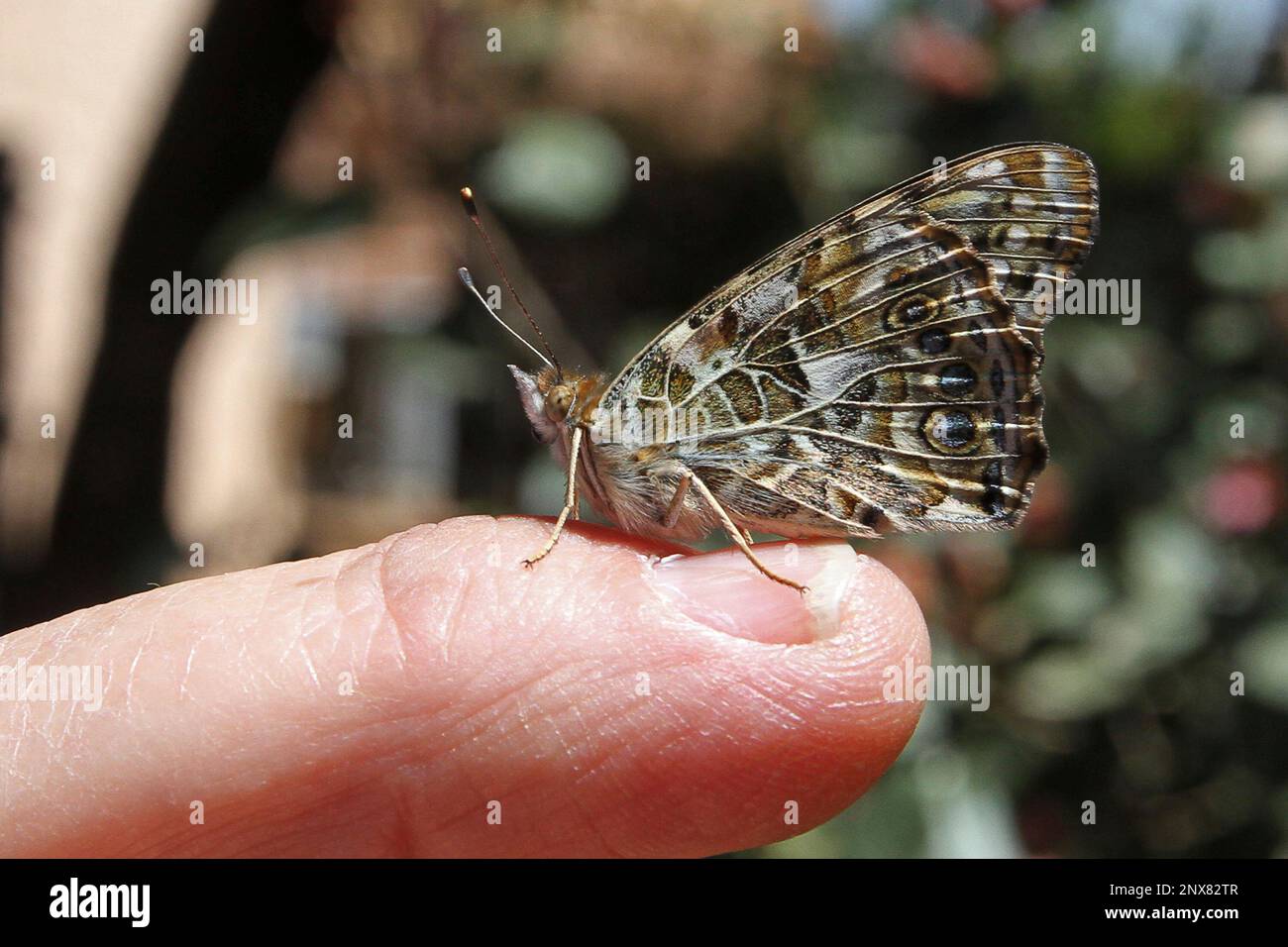 Karen Choate holds a butterfly she is releasing in remembrance of her ...
