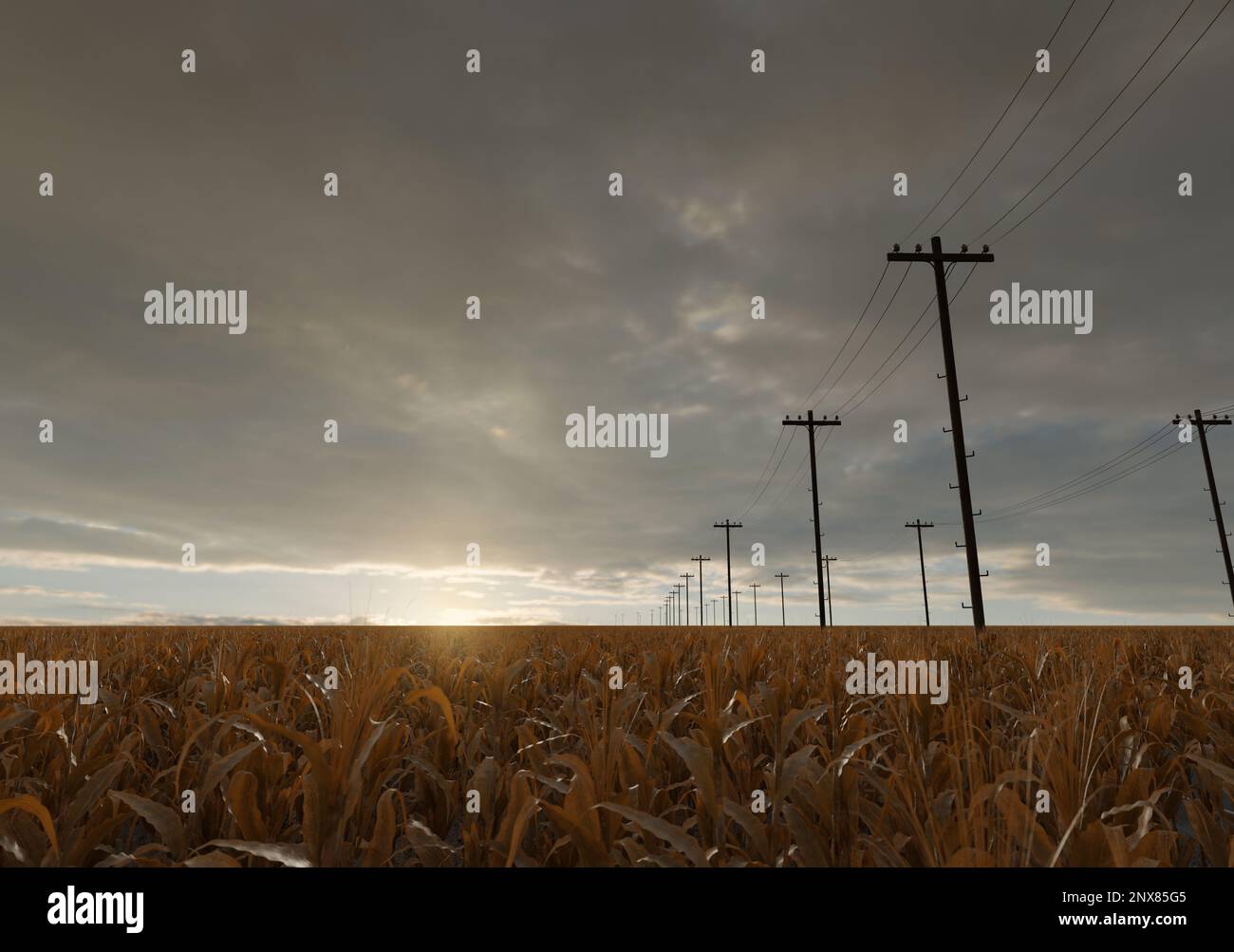 3D rendering of withered corn field next to utility poles Stock Photo ...