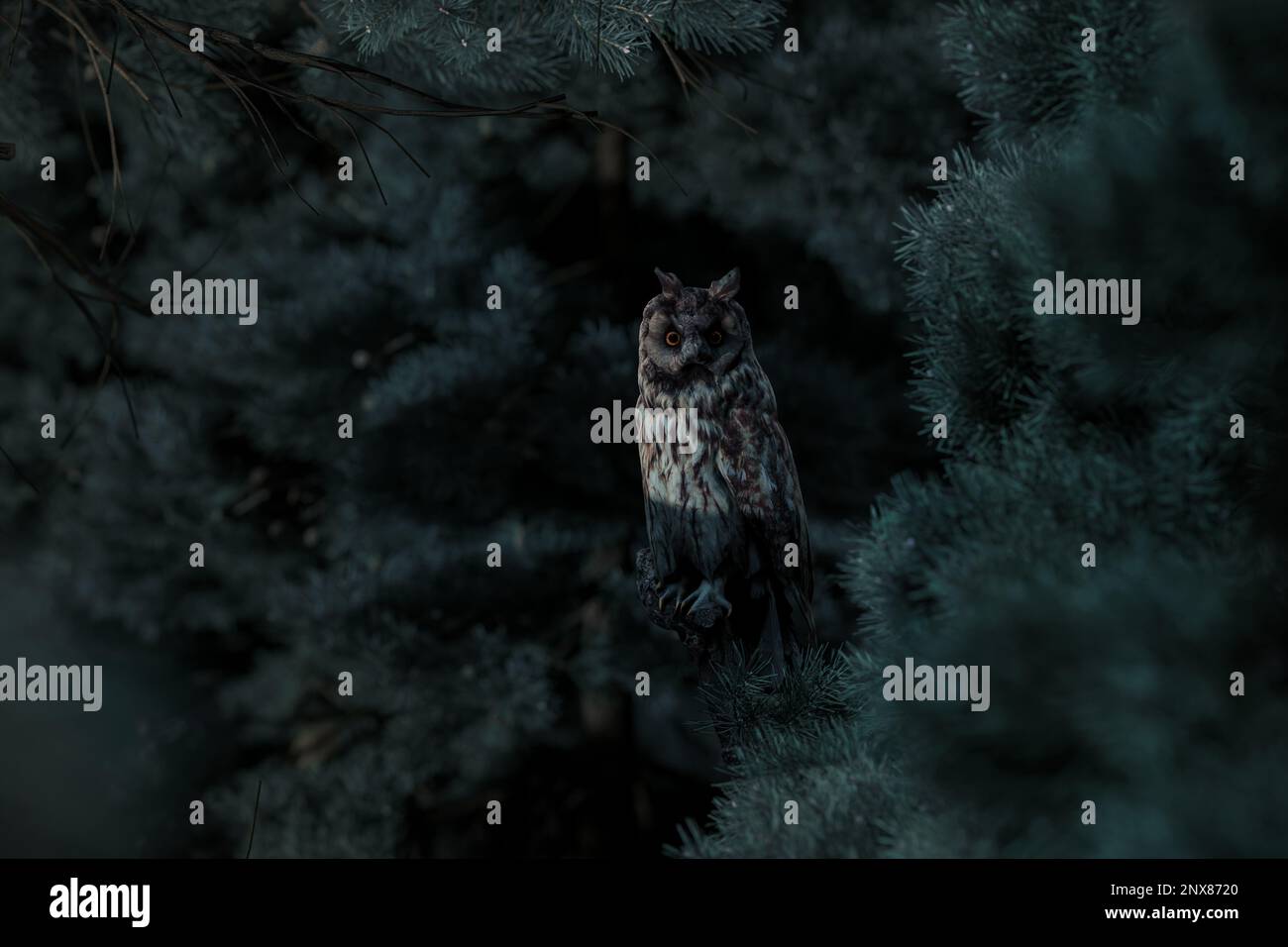 3d rendering of long eared owl sitting in the branches of a conifer ...