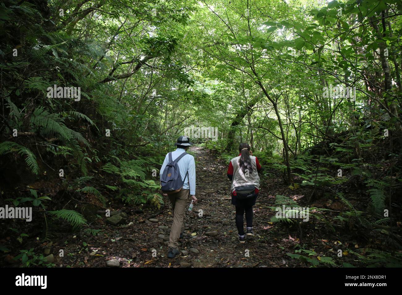 A photo taken on April 18, 2018 shows a promenade at Yanbaru National ...