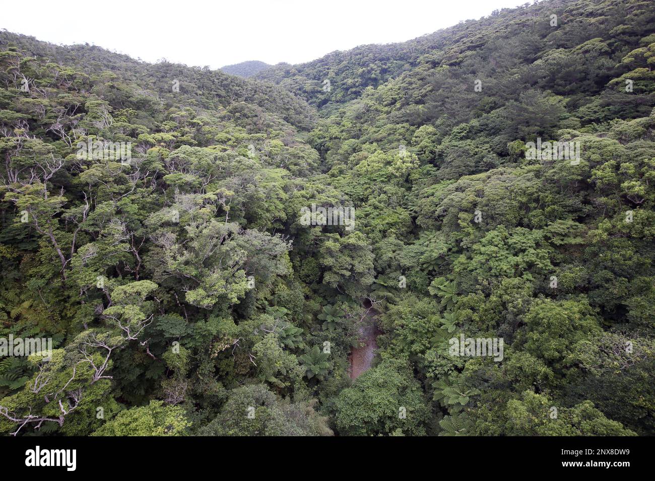 A photo taken on April 18, 2018 shows the Yanbaru forest in the ...