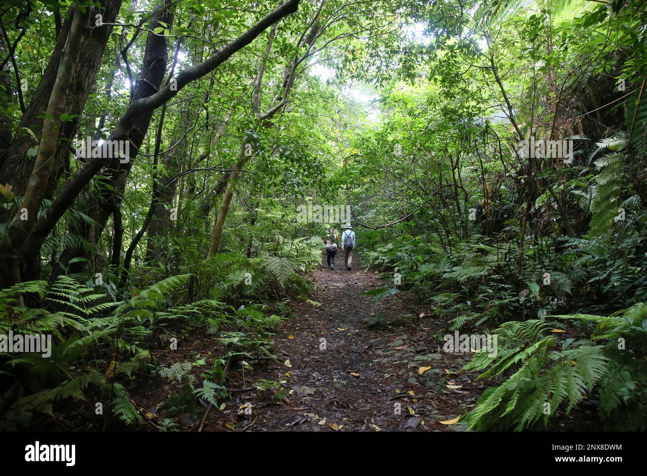 A photo taken on April 18, 2018 shows a promenade at Yanbaru forest in ...