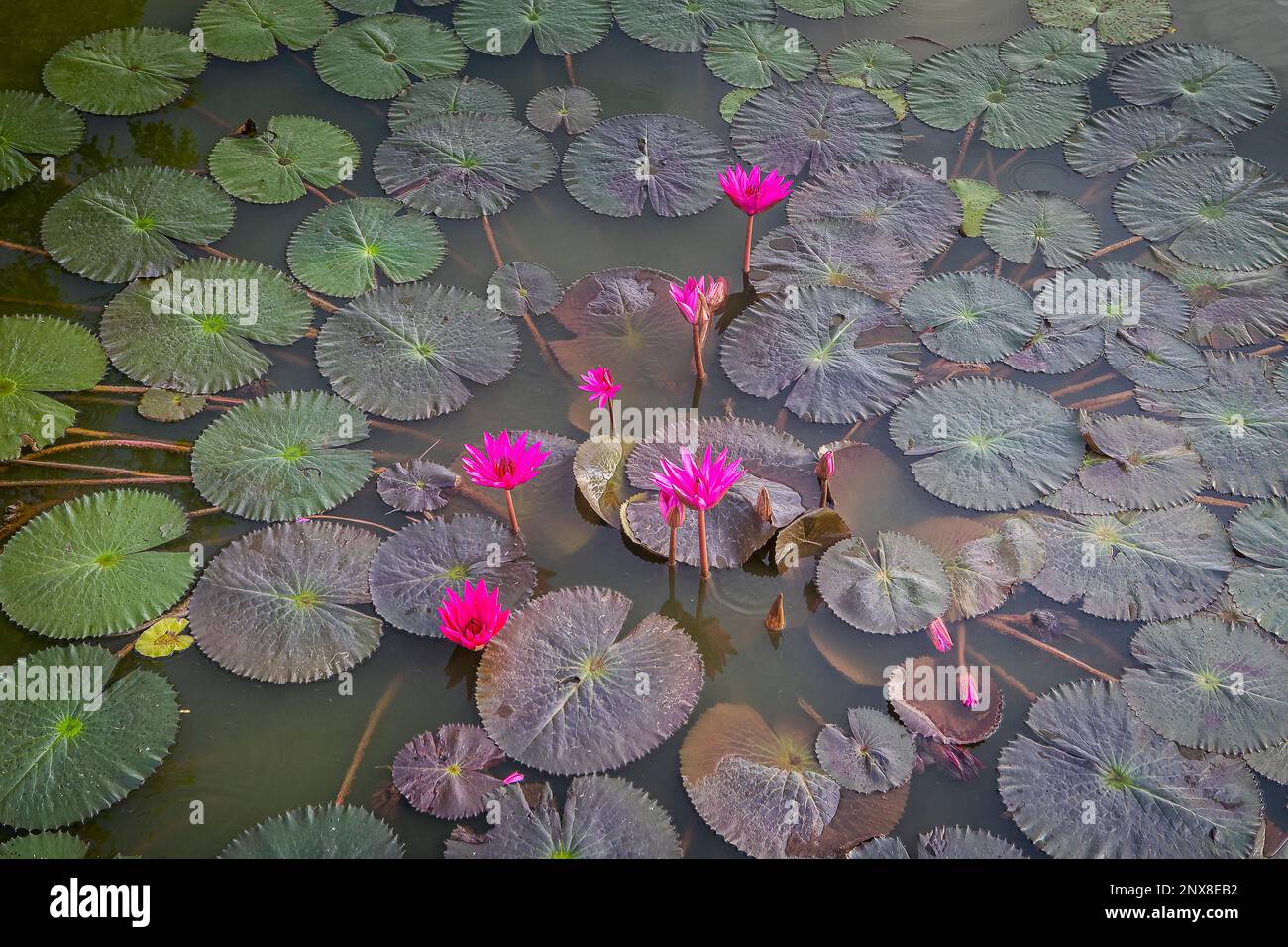Red Water Lilies (Nymphaea rubra) in a pond , Sukhothai Historical Park ...