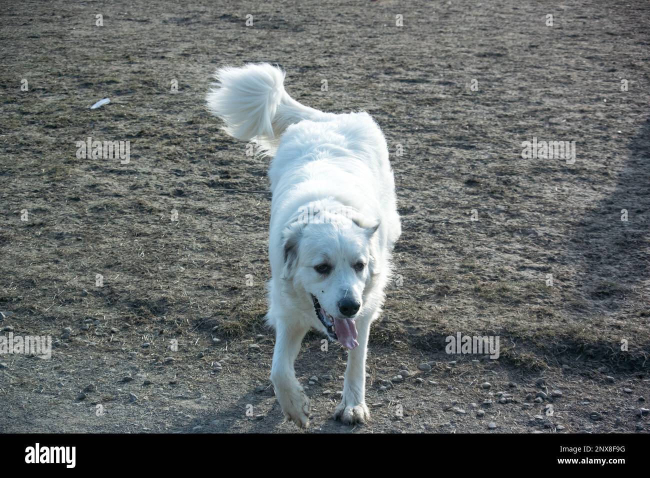 Great Pyrenees walking around happily at the dog park Stock Photo - Alamy