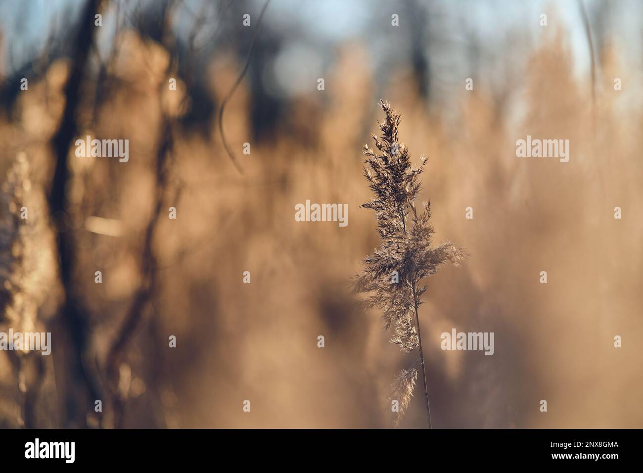 High dry grass in hi-res stock photography and images - Alamy
