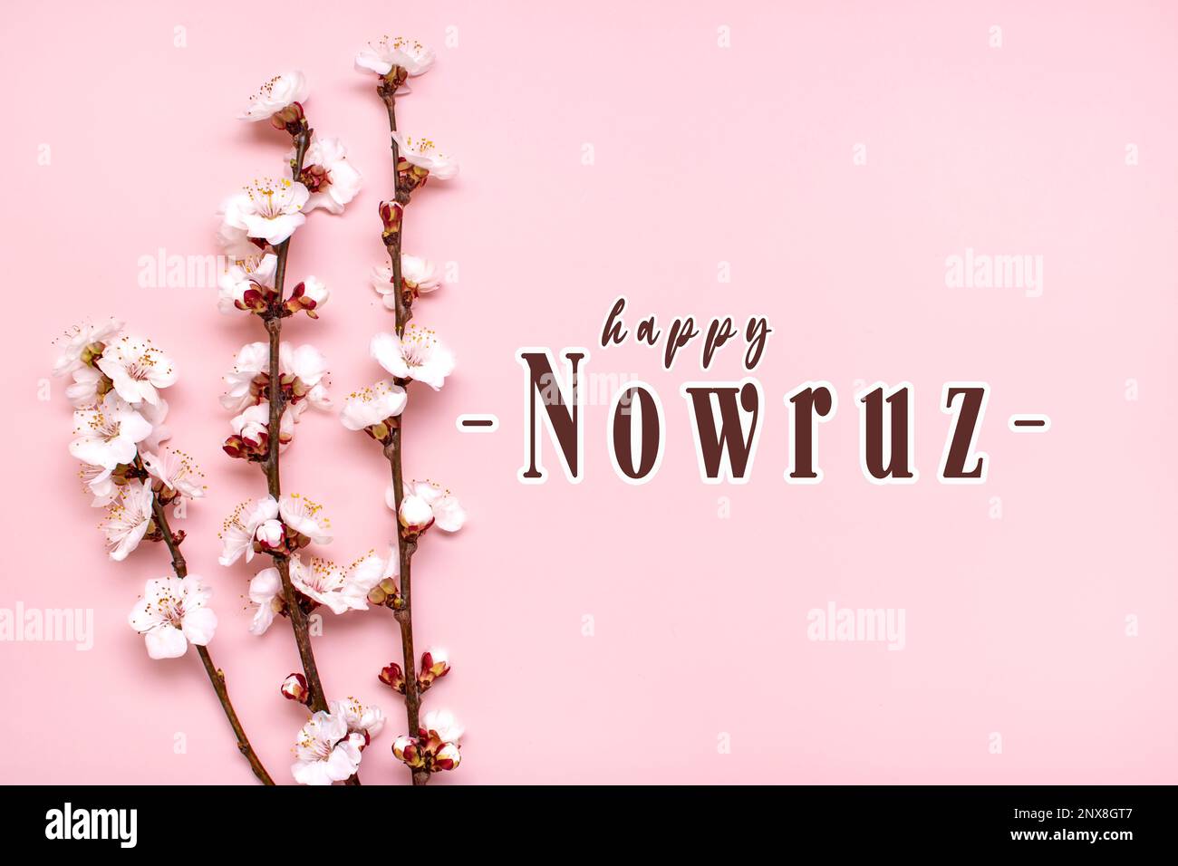 Sprigs of the apricot tree with flowers on pink background Text Happy ...