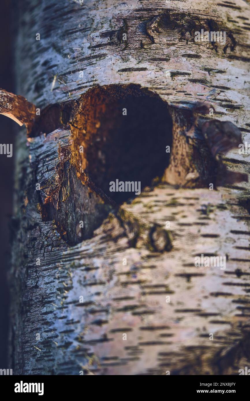 Hole in birch tree for Birds nest. High quality photo Stock Photo - Alamy