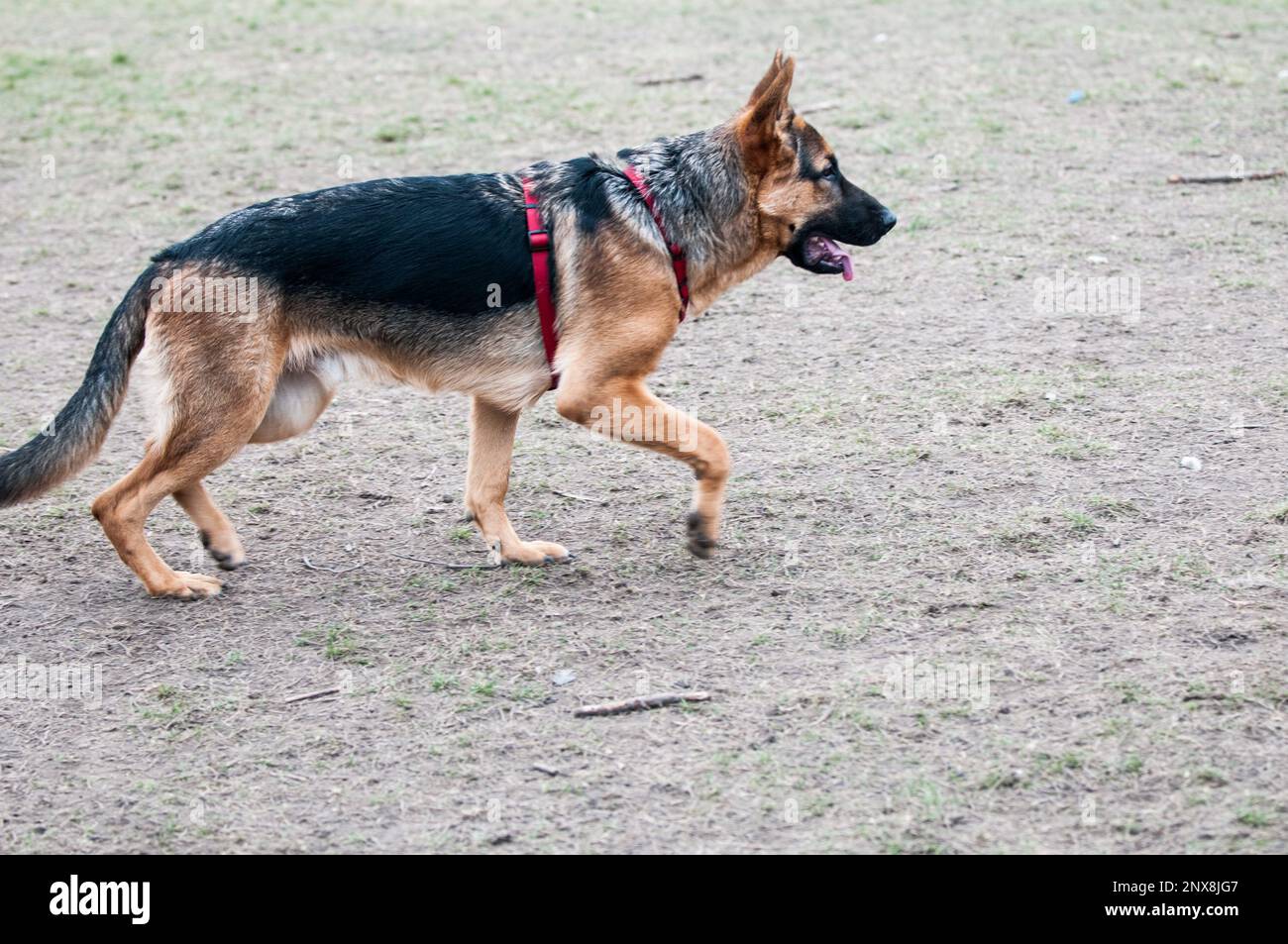 German Shepherd walking across the ground at a dog park in Ithaca Stock ...