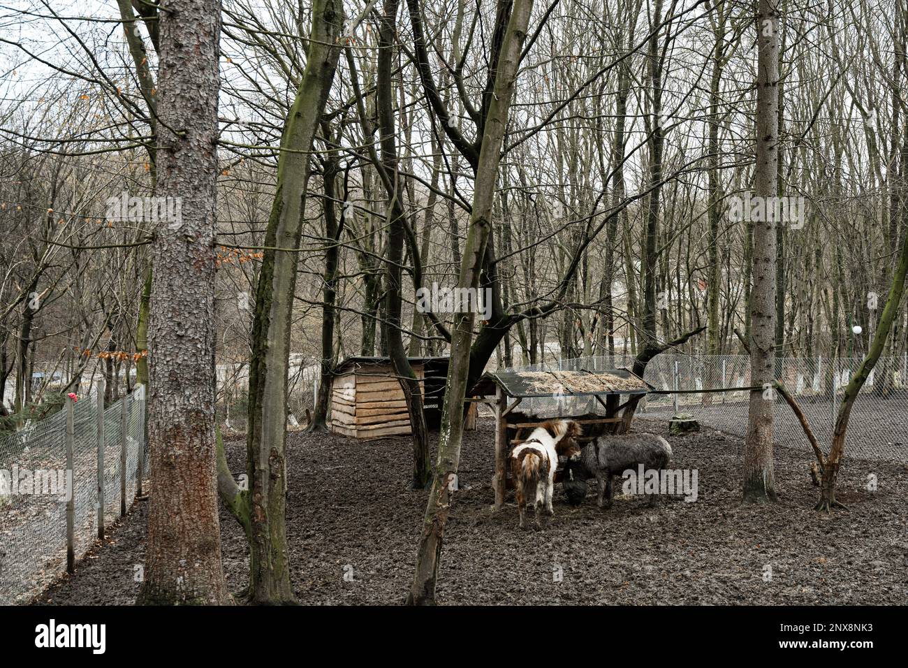Foal pony in a petting zoo farm Stock Photo - Alamy