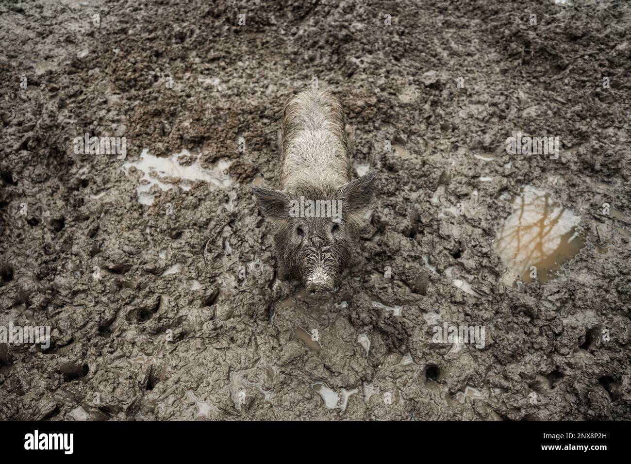Dirty boar wild pig in the mud Stock Photo - Alamy