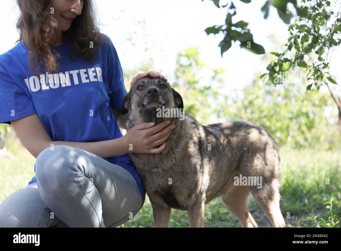Volunteer with homeless dog in animal shelter Stock Photo - Alamy