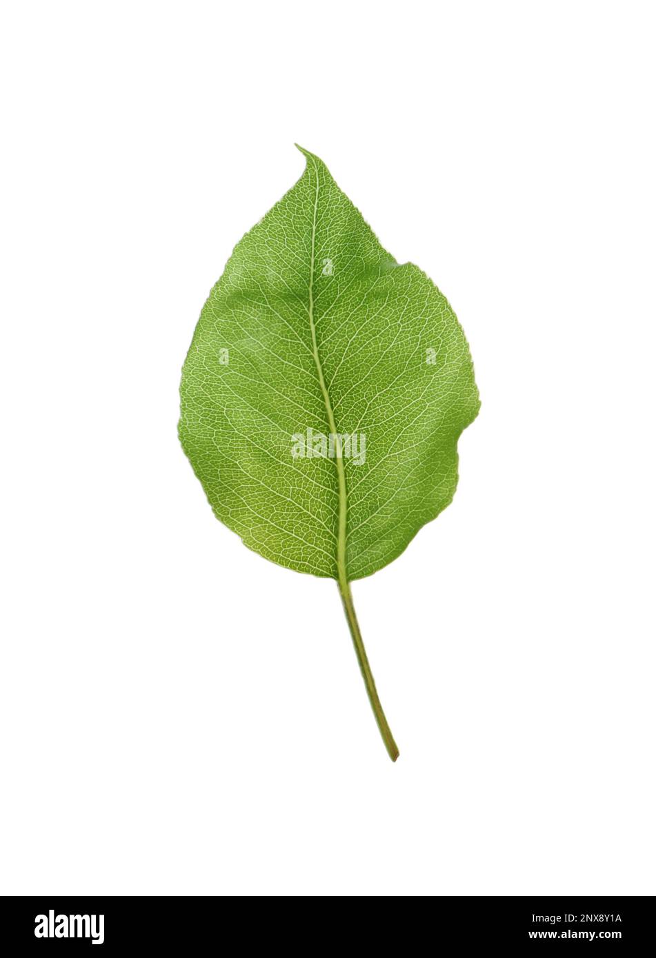 Beautiful green leaf of pear tree on white background Stock Photo - Alamy