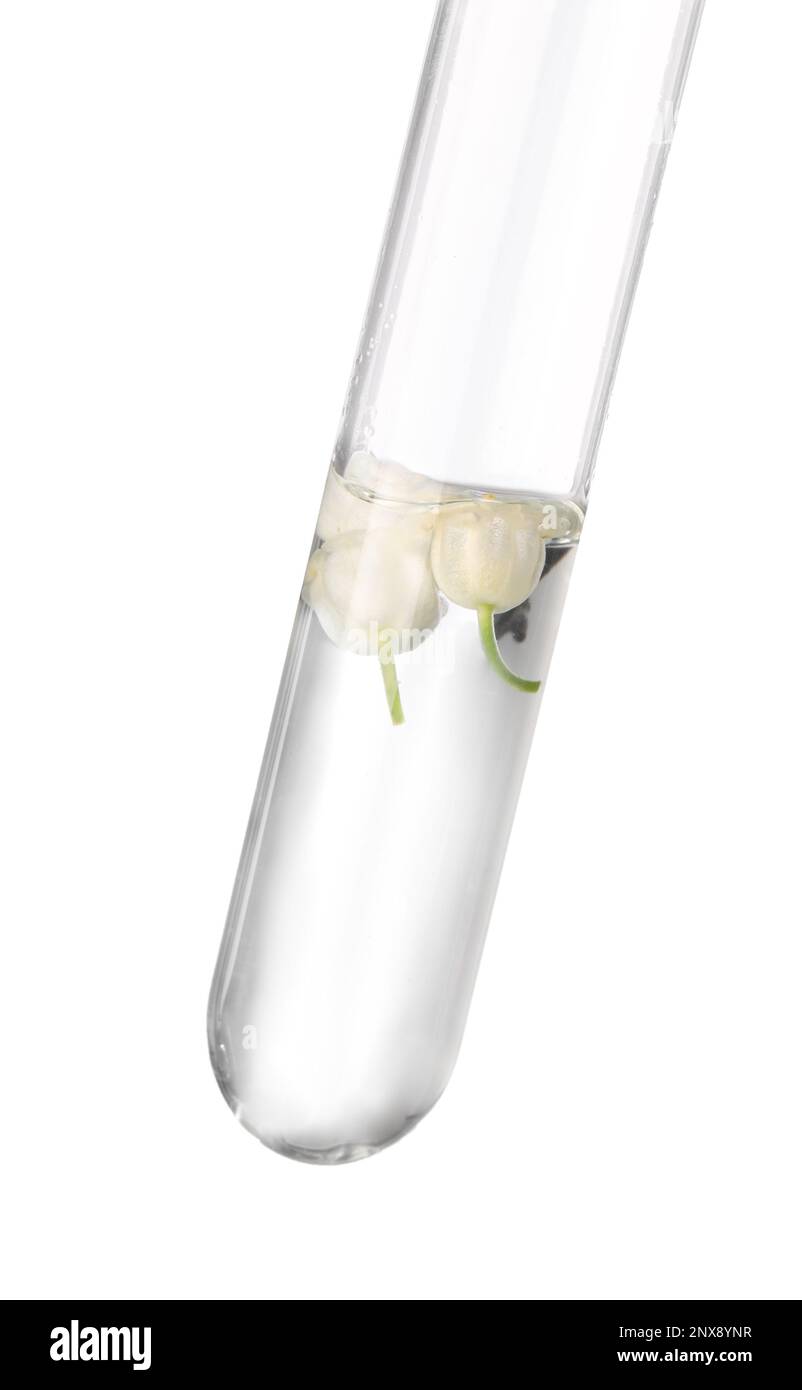 Test tube with lily of the valley flowers on white background ...