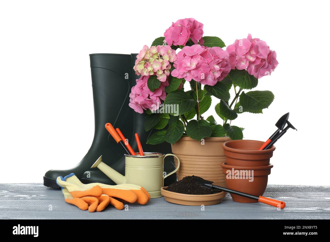 Beautiful blooming plant, garden tools and accessories on grey wooden ...