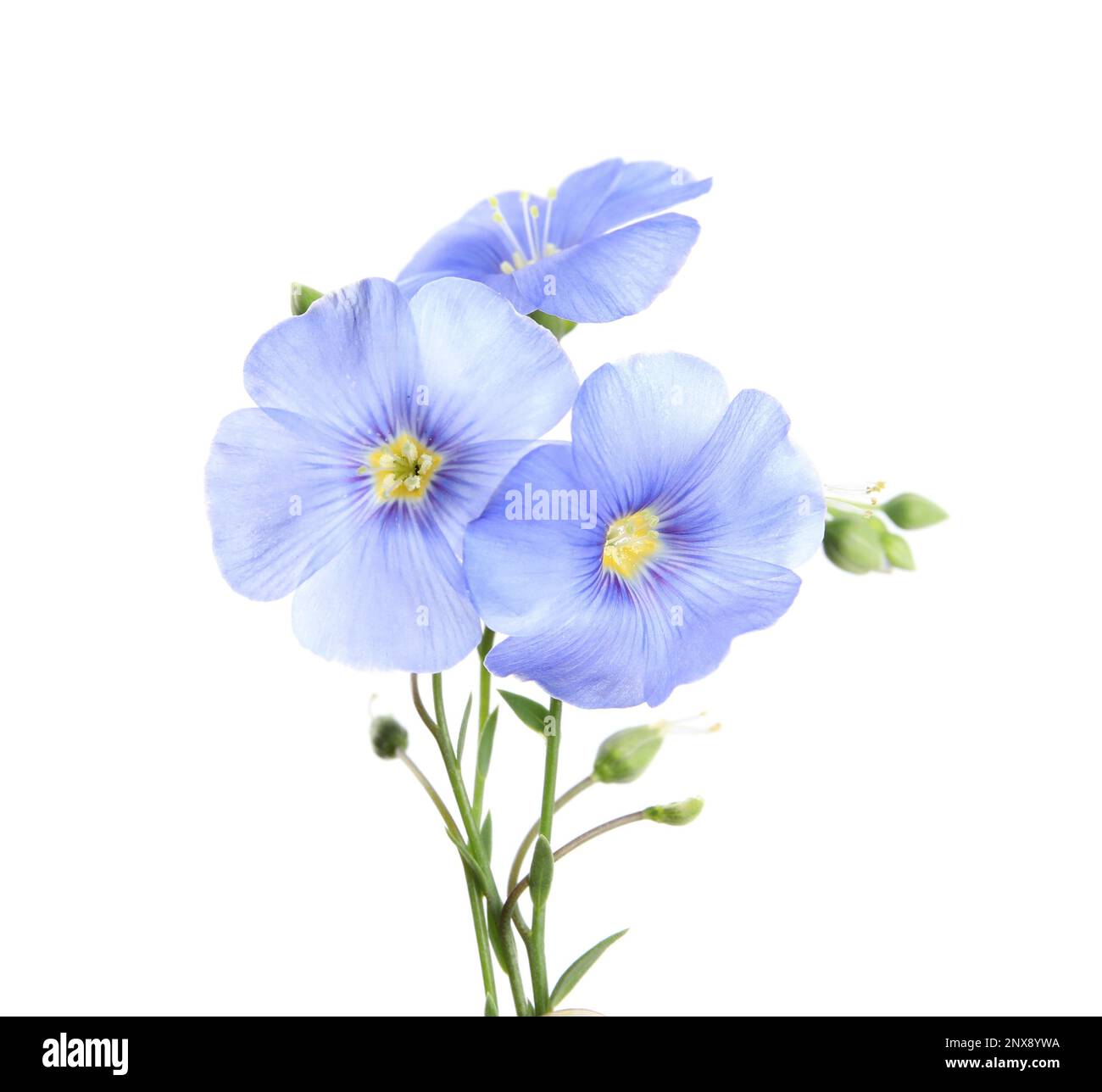 Bouquet blue flax flowers hi-res stock photography and images - Alamy