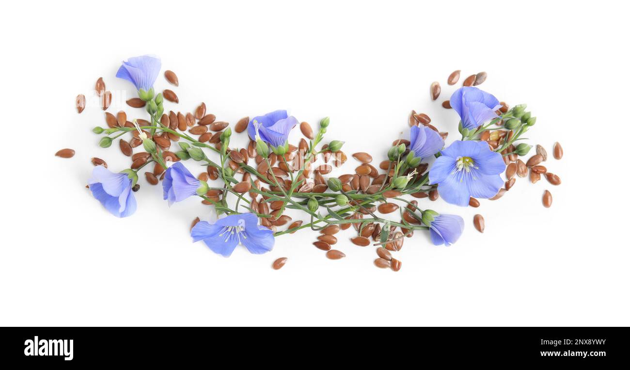 Flax flowers and seeds on white background, top view Stock Photo - Alamy