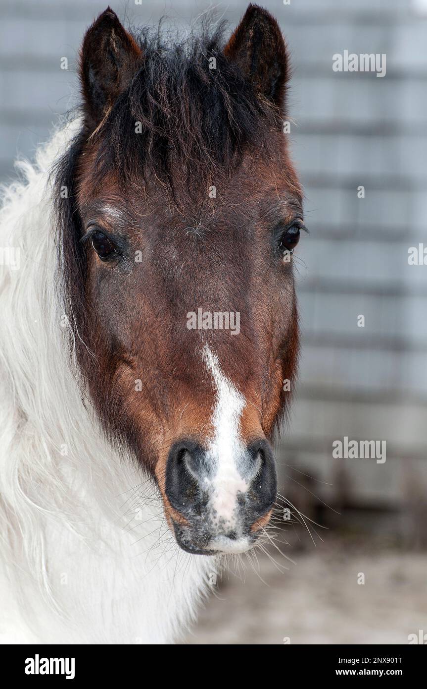 American Shetland Pony close-up, vertical Stock Photo - Alamy