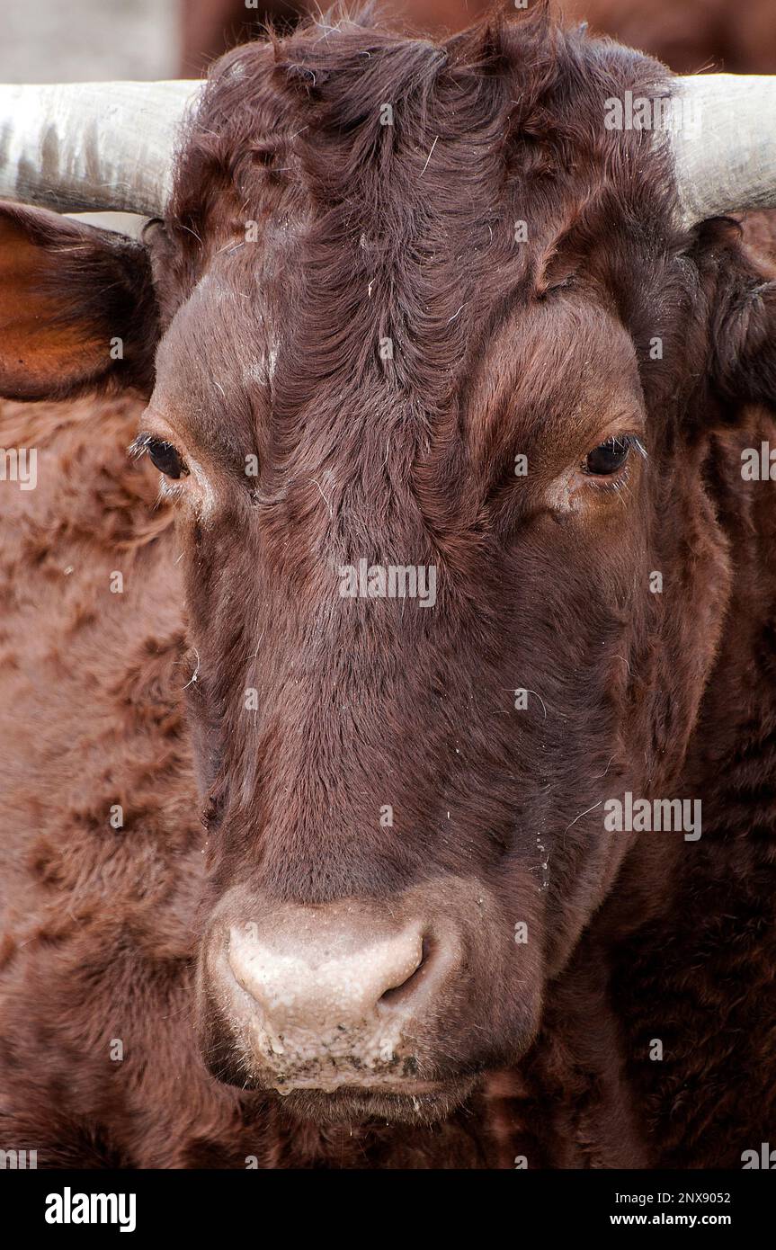 American milking devon oxen hi-res stock photography and images - Alamy