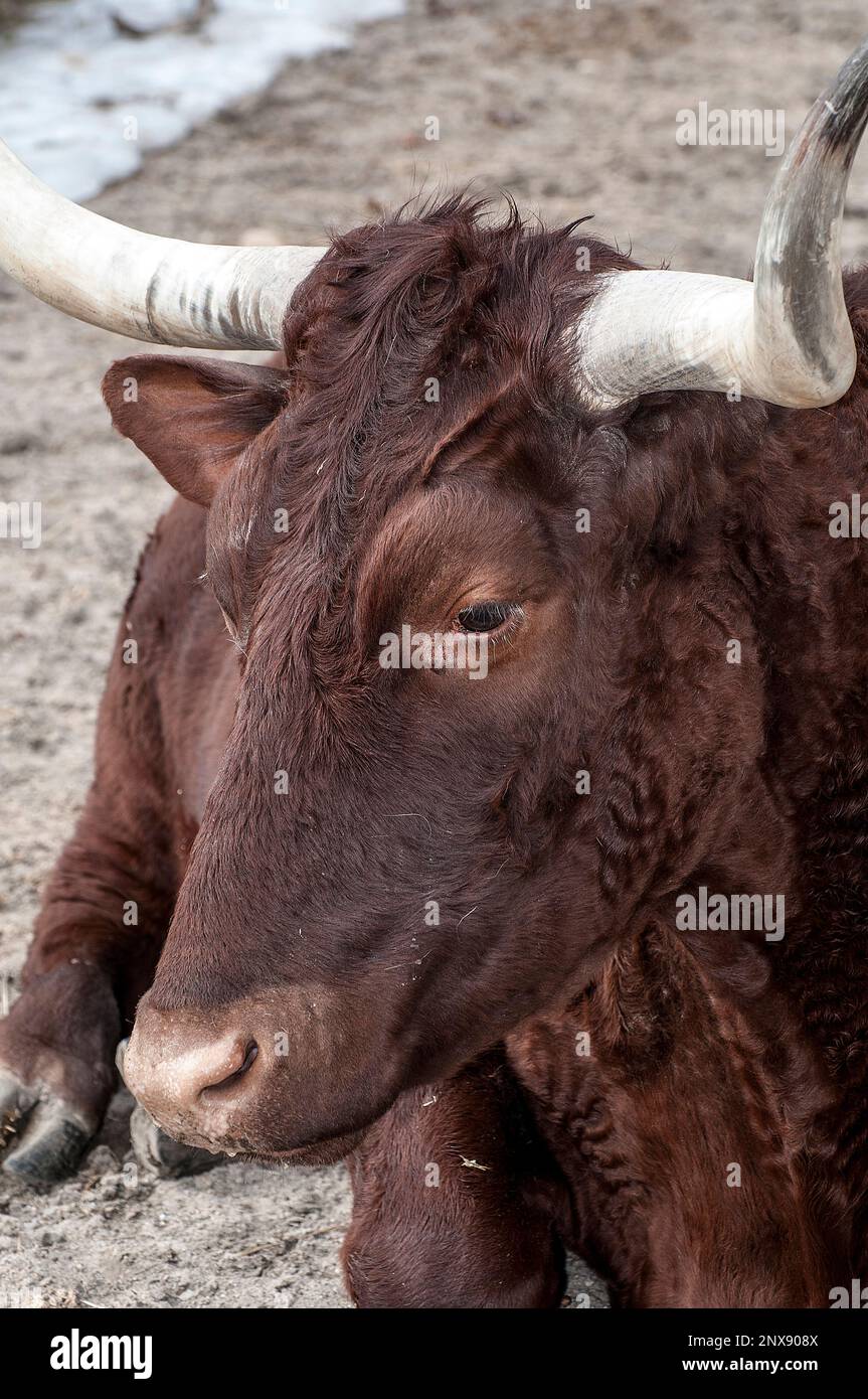 American Milking Devon Oxen laying close-up, vertical Stock Photo - Alamy