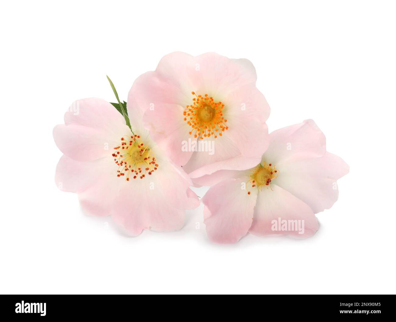 Beautiful rose hip flowers on white background Stock Photo - Alamy