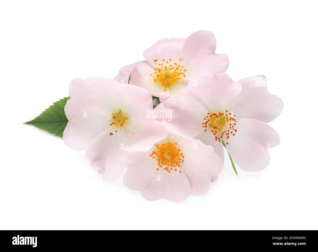 Beautiful rose hip flowers on white background Stock Photo - Alamy