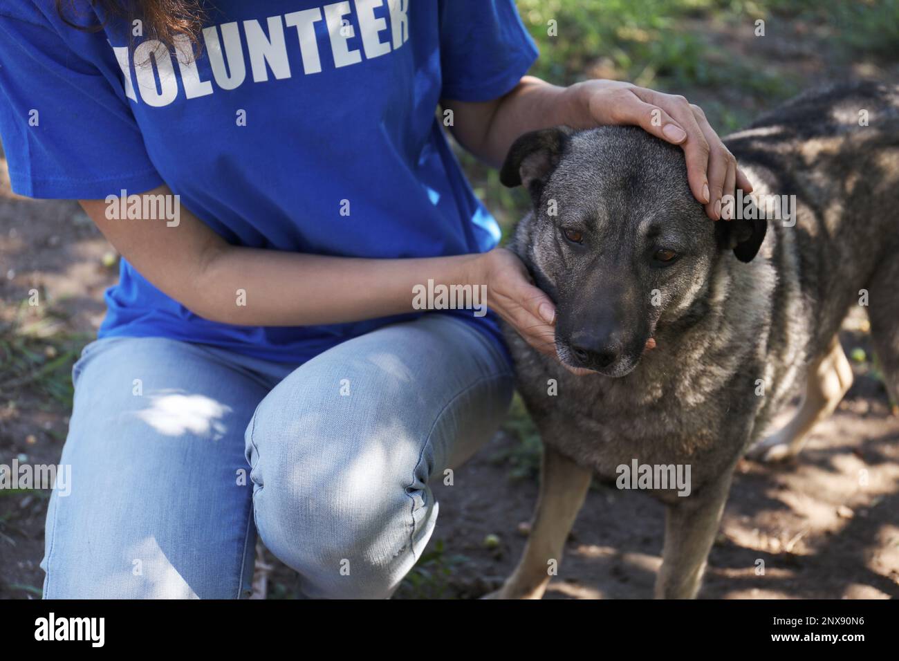 Dog shelter worker hi-res stock photography and images - Alamy
