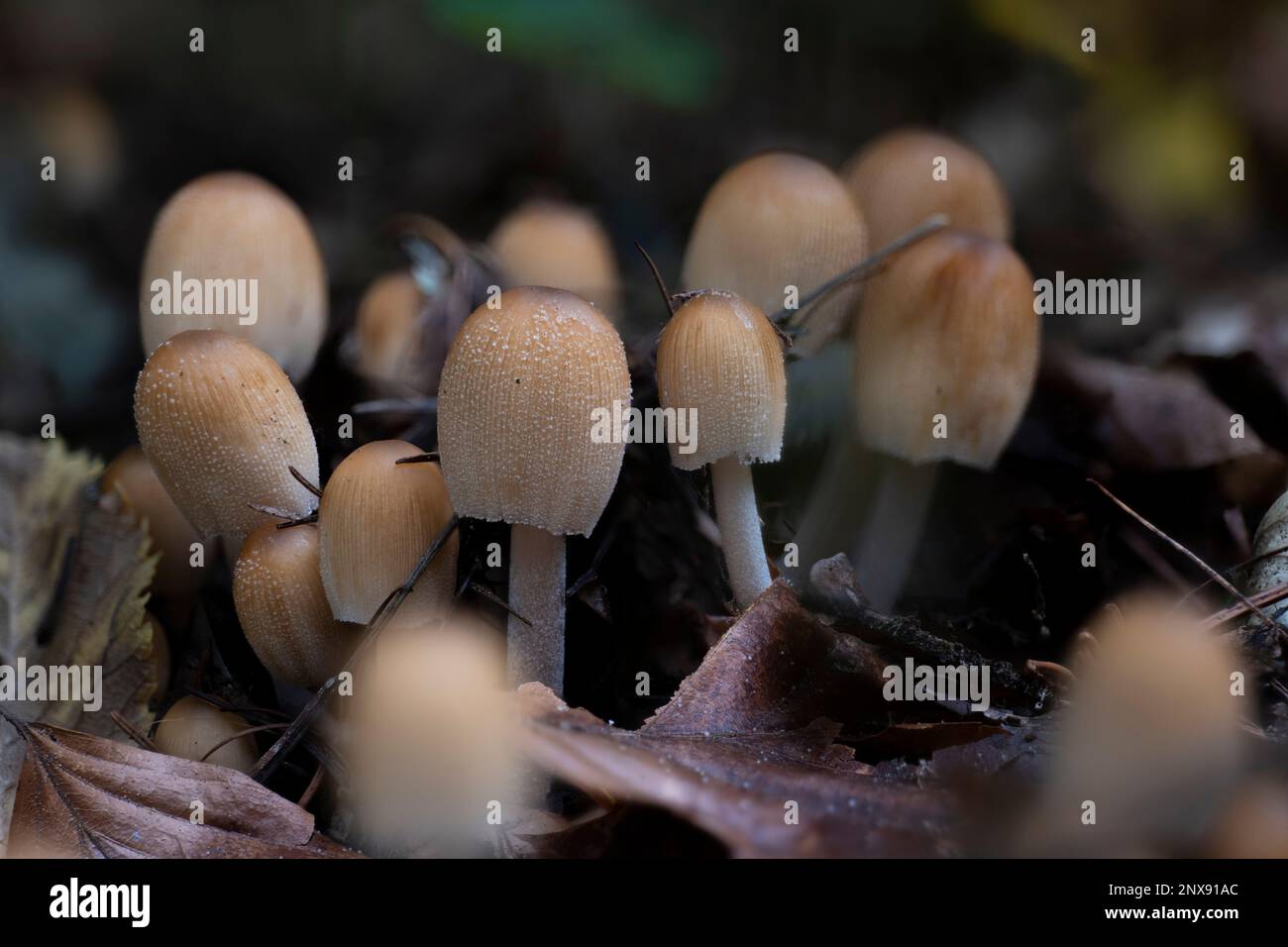 Alcohol Inky Cap Mushroom