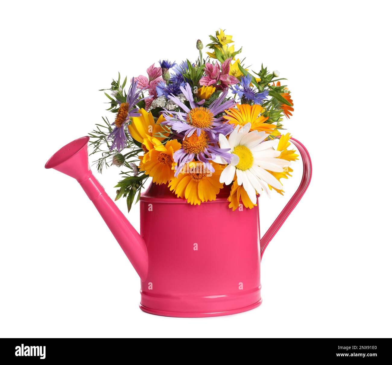 Pink watering can with beautiful flowers isolated on white Stock Photo ...