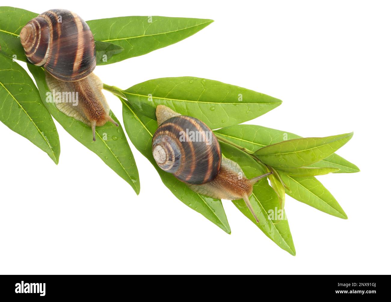 Common garden snails crawling on green leaves against white background ...