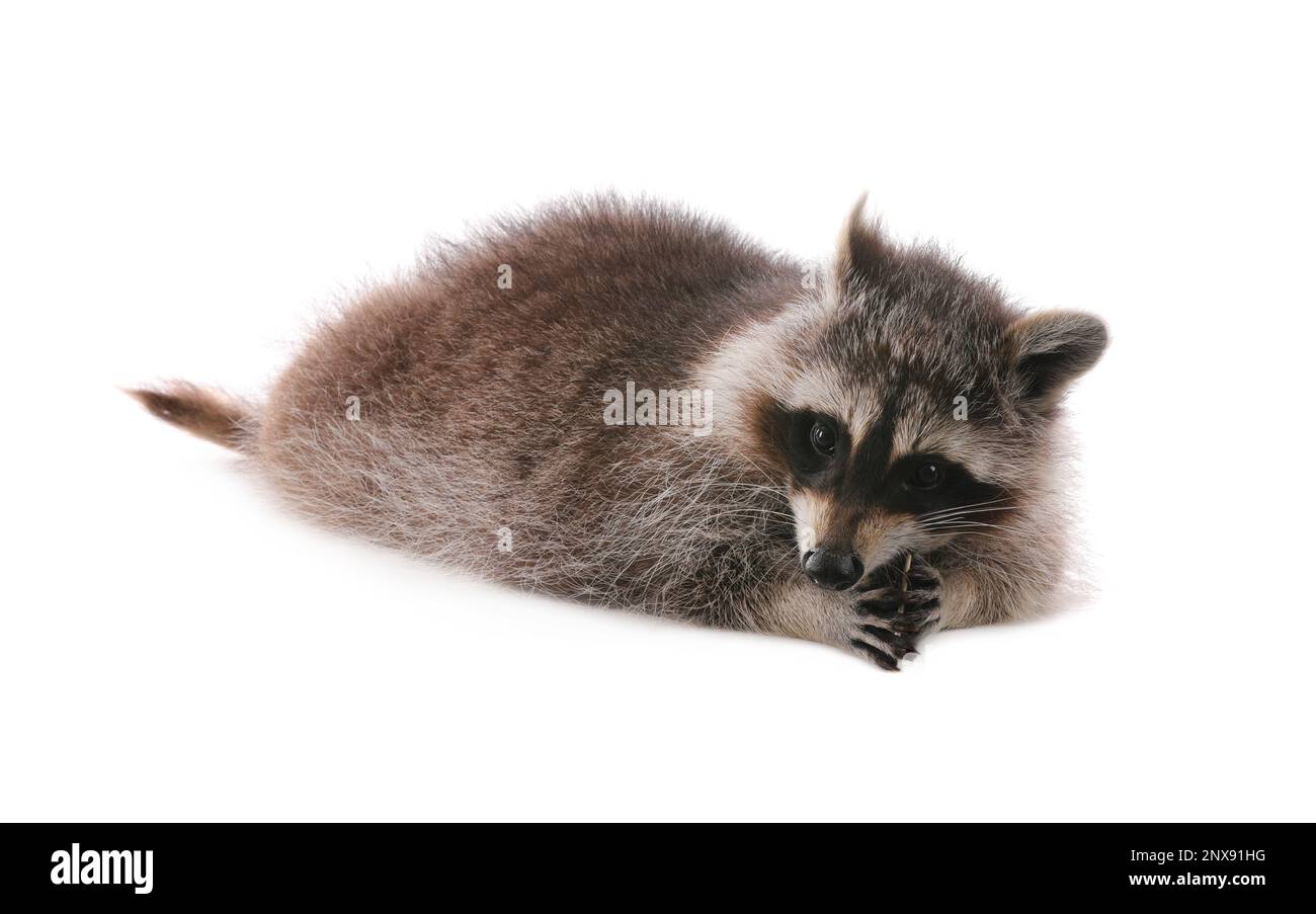 Cute funny common raccoon isolated on white Stock Photo - Alamy