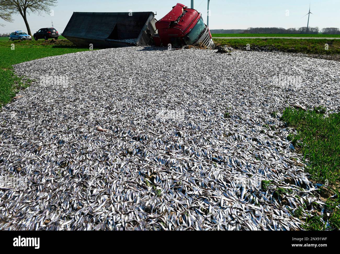 Fish lay strewn across the roadside after a truck carrying tons of fish ...
