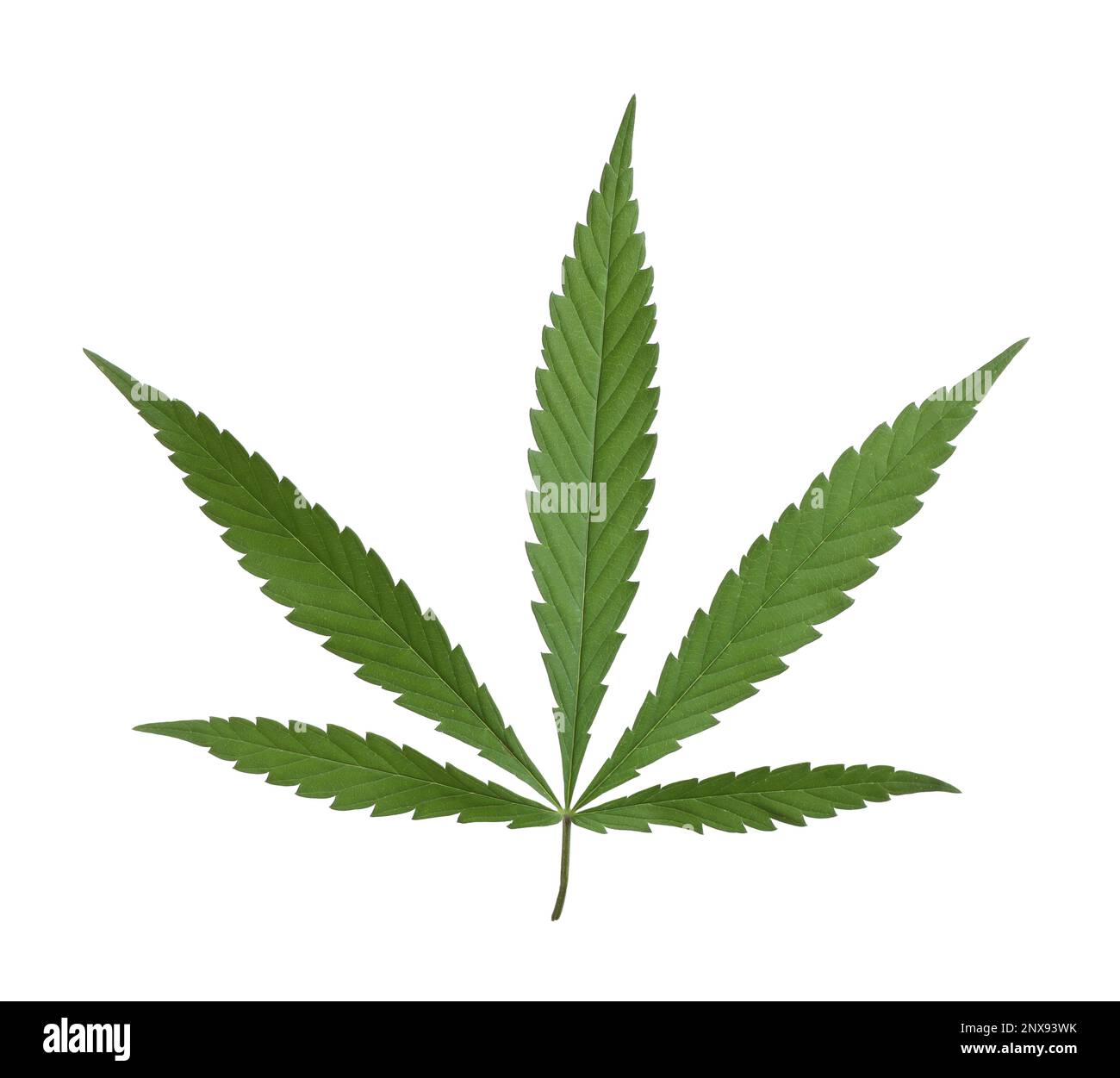 Lush green hemp leaf isolated on white Stock Photo - Alamy Lush green hemp leaf isolated on white Stock Photo - Alamy