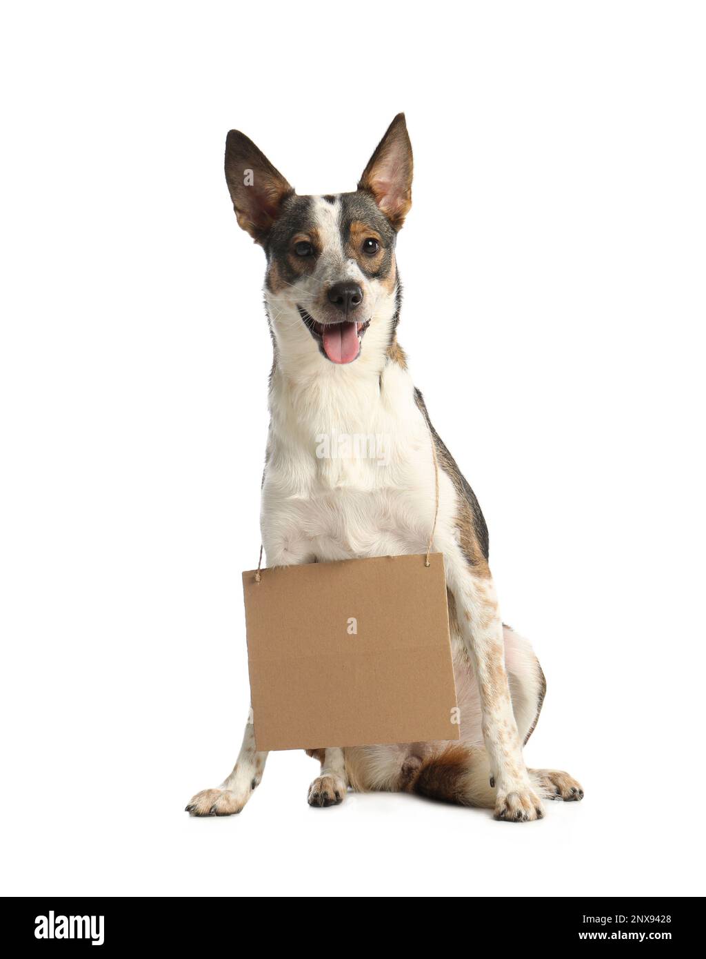 Lost dog with blank cardboard sign on white background. Homeless pet ...